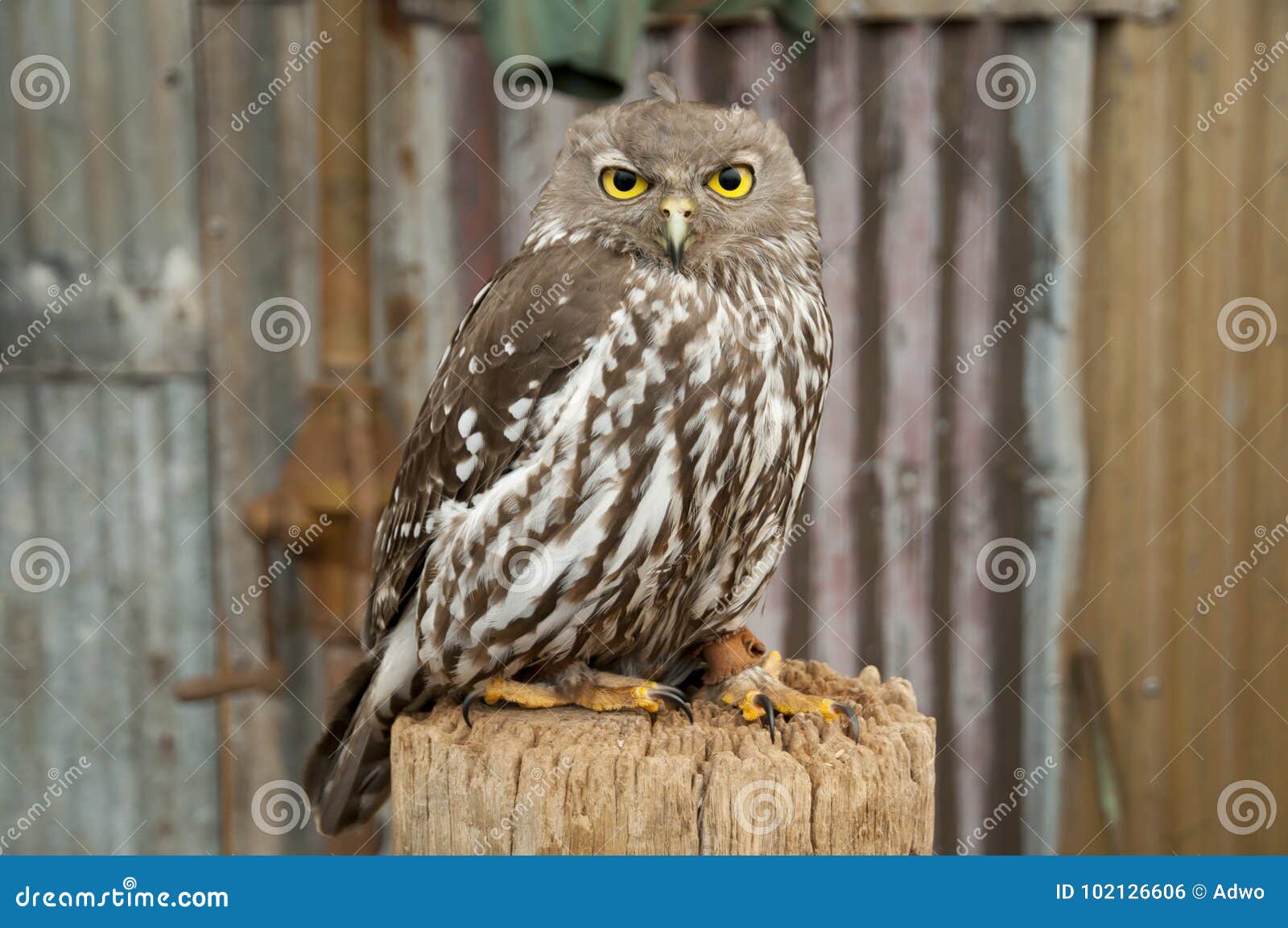 Barking Owl stock photo. Image of staring, background - 102126606