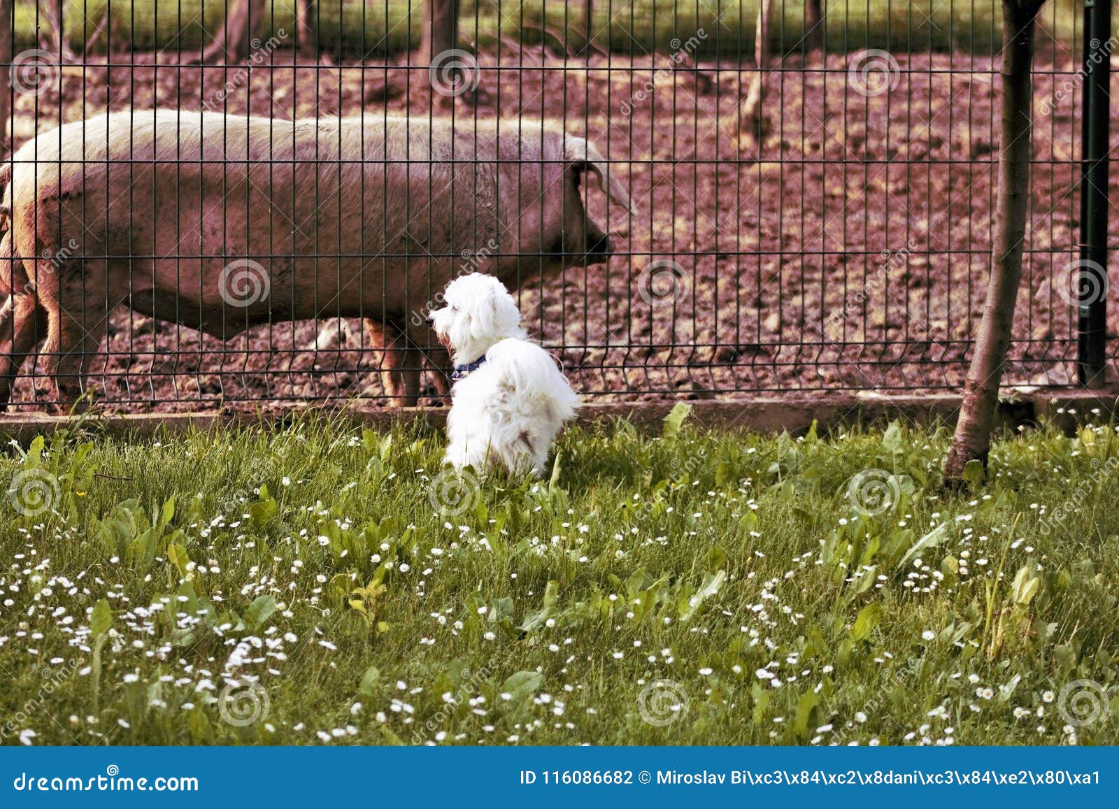 Barking at the pig stock photo. Image of green, countryside - 116086682