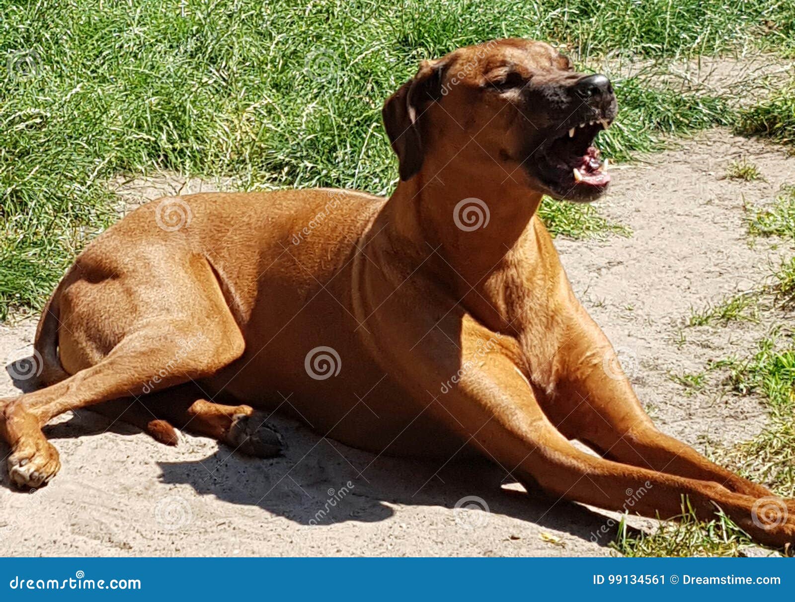 Barking ridgeback stock image. Image of ridgeback, rhodesian - 99134561