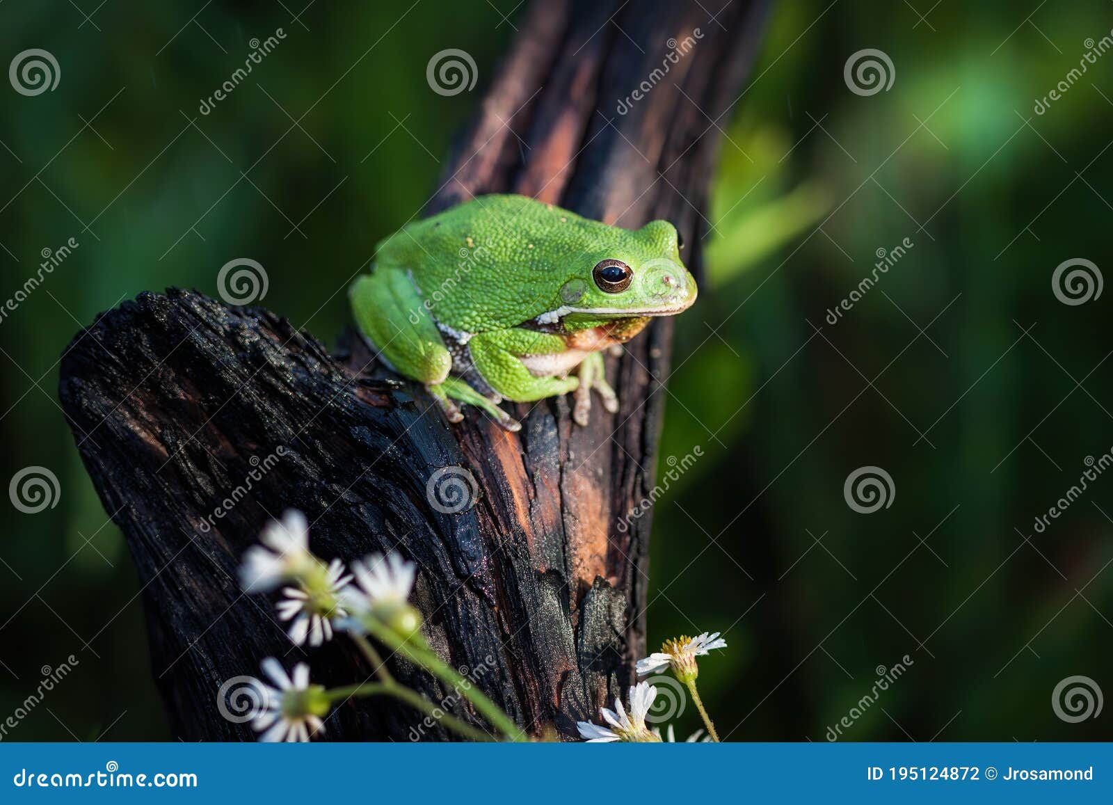 Barking Tree Frog on a Tree Branch Stock Photo - Image of outdoors ...