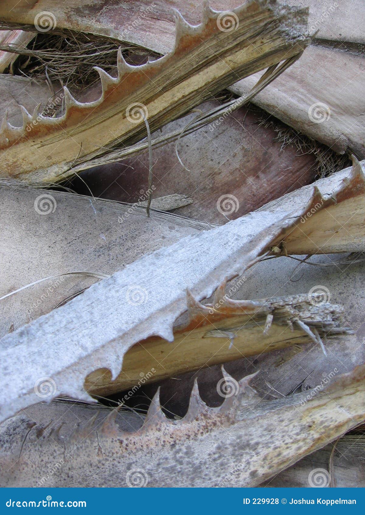 Barking Up A Prickly Tree Picture. Image: 229928