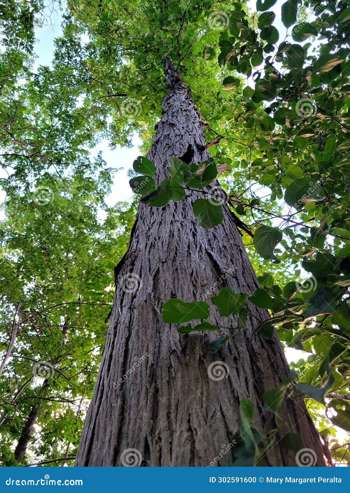 Barking Up the Right Tree stock photo. Image of pattern - 302591600