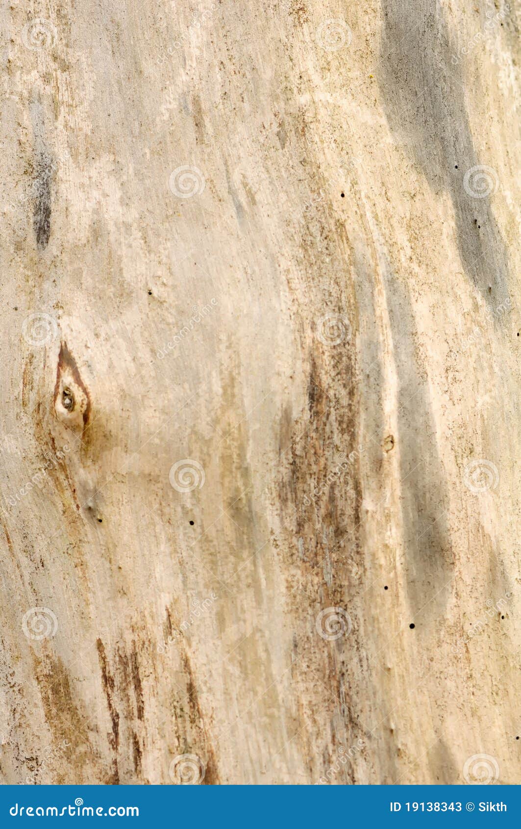 Barkless Tree Texture Picture. Image: 19138343