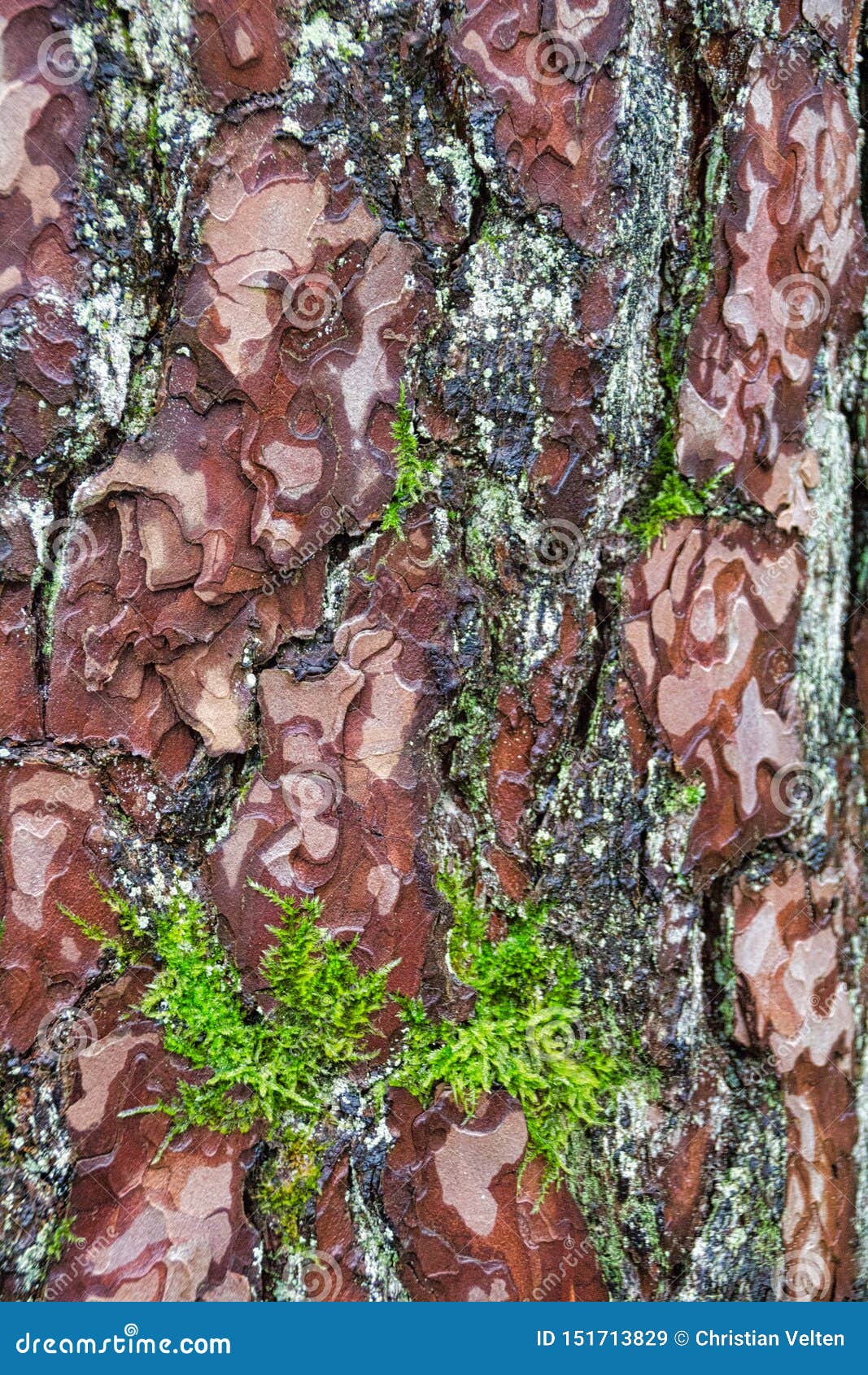 A Barkscape Showing Green Moss on Brownish Birch Tree Bark Stock Image ...