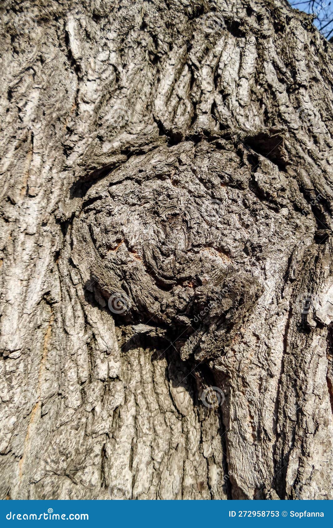 Barky Bark with Part of an Overgrown Branch Stump. Knotty Knotted ...