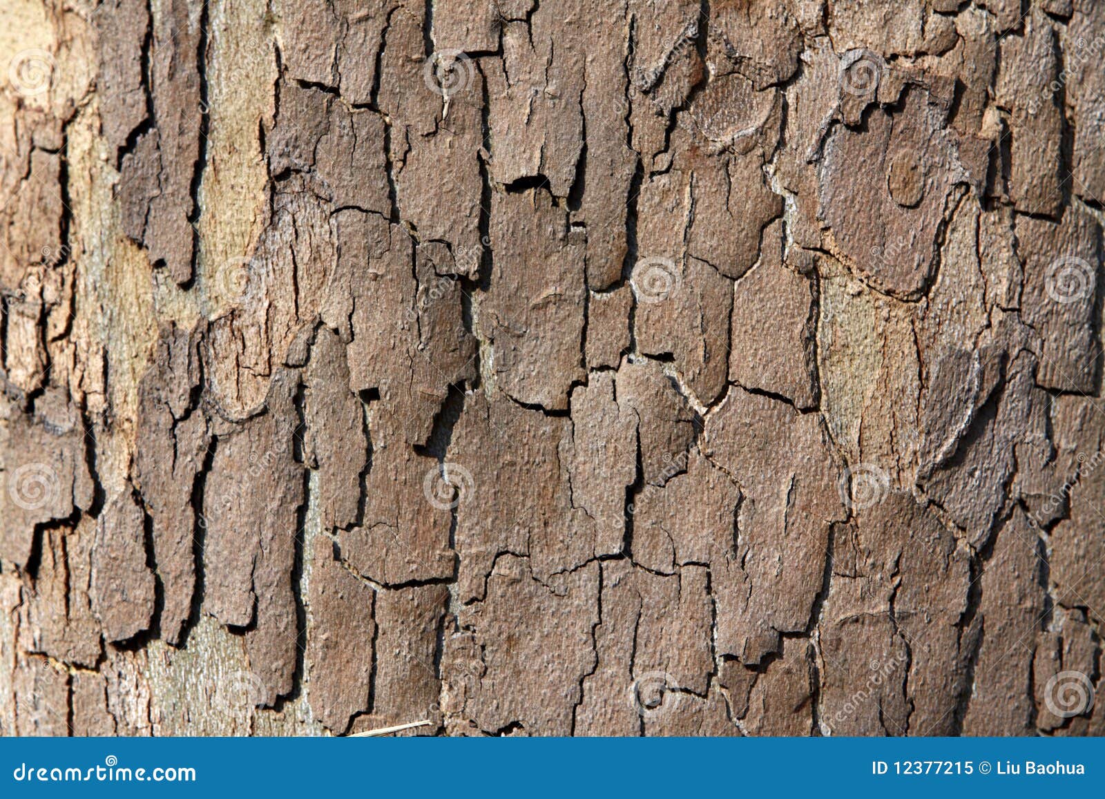 Barky Texture Background Photos - Free & Royalty-Free Stock Photos from ...