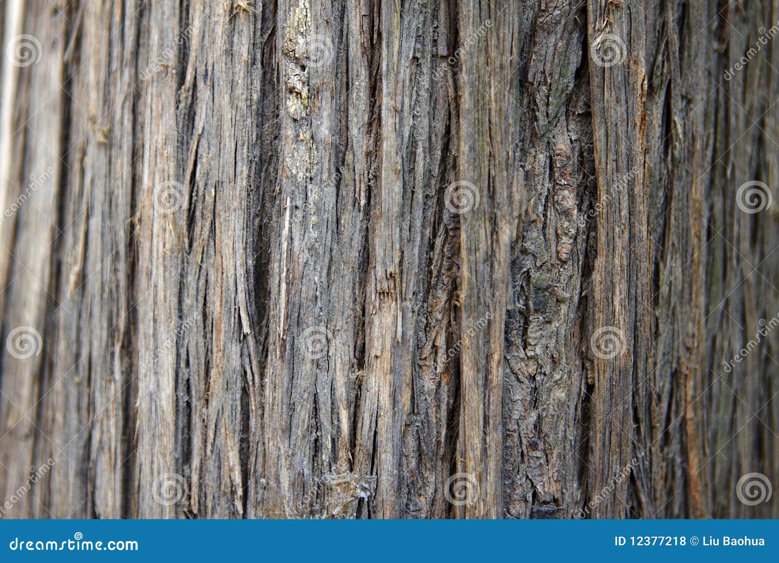 Barky texture background stock photo. Image of light - 12377218