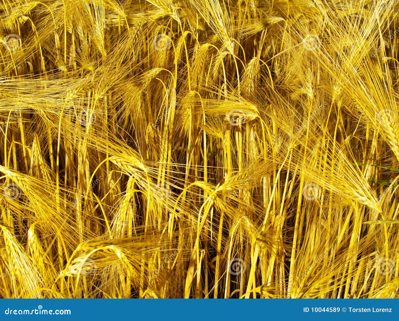 Barley stock image. Image of agriculture, pire, agricultural - 10044589