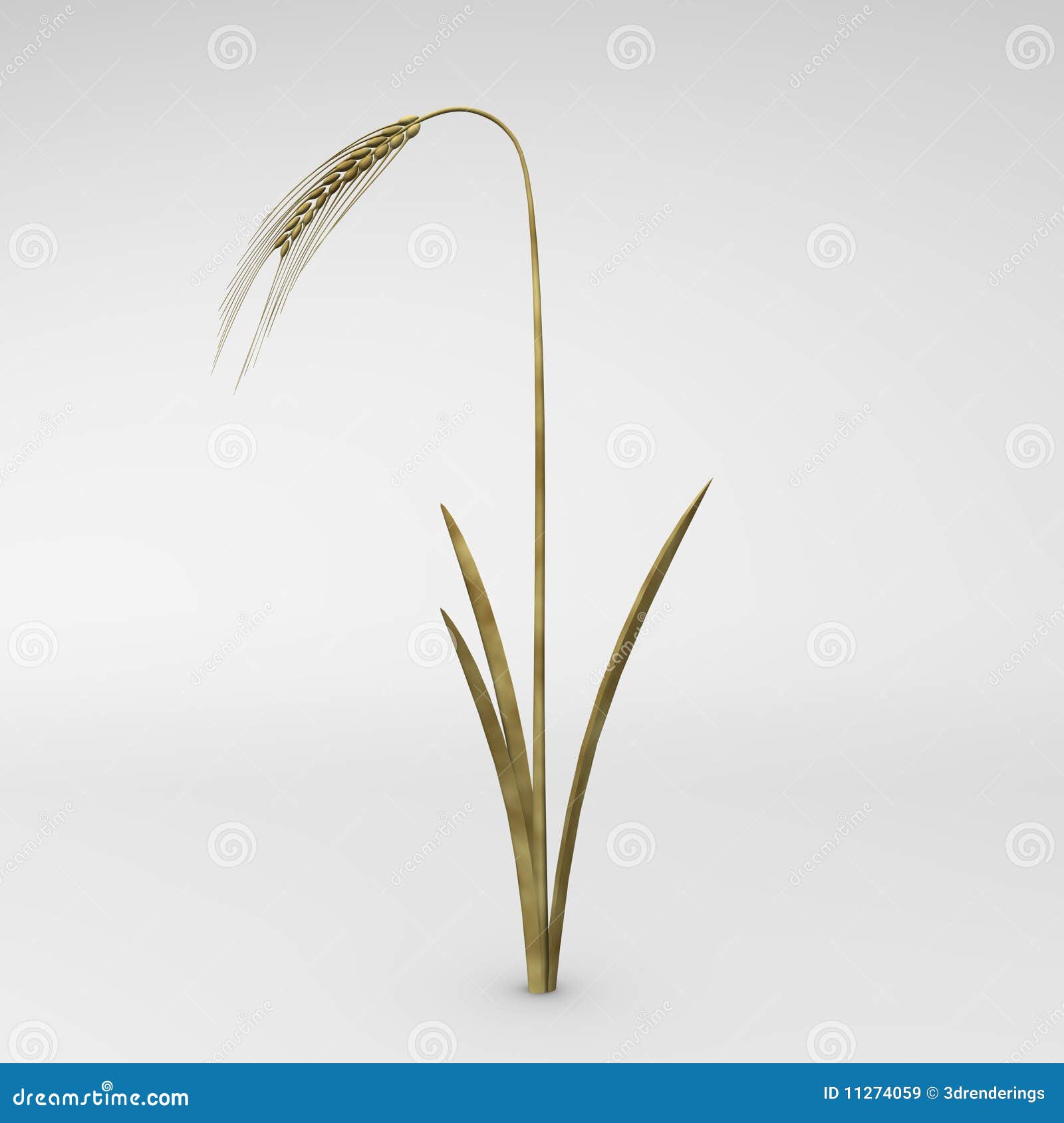 Barley Plant. Ink Black And White Doodle Drawing Vector Illustration ...