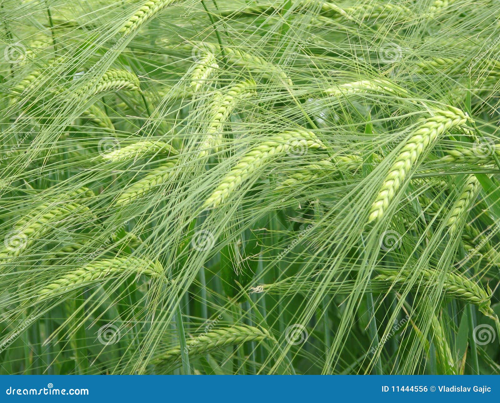 Barley stock photo. Image of farming, harvest, colour - 11444556