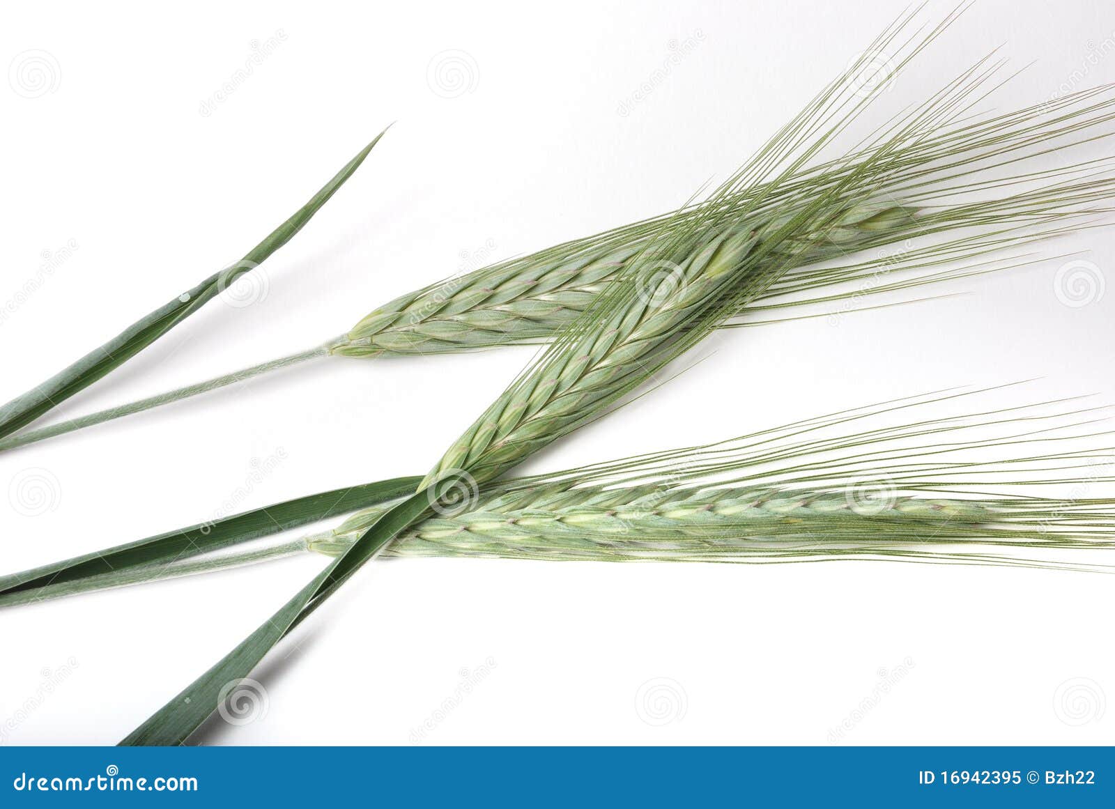 Barley. stock image. Image of grain, food, harvest, growth - 16942395