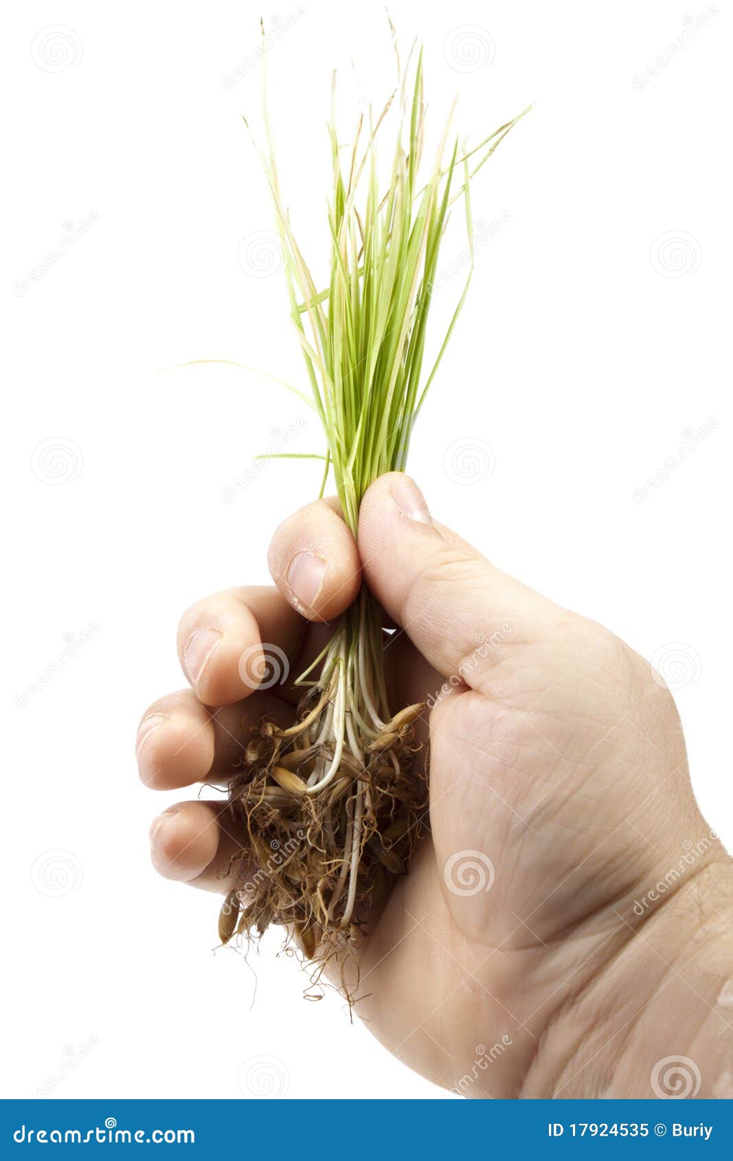 Barley stock image. Image of green, barley, growing, young - 17924535