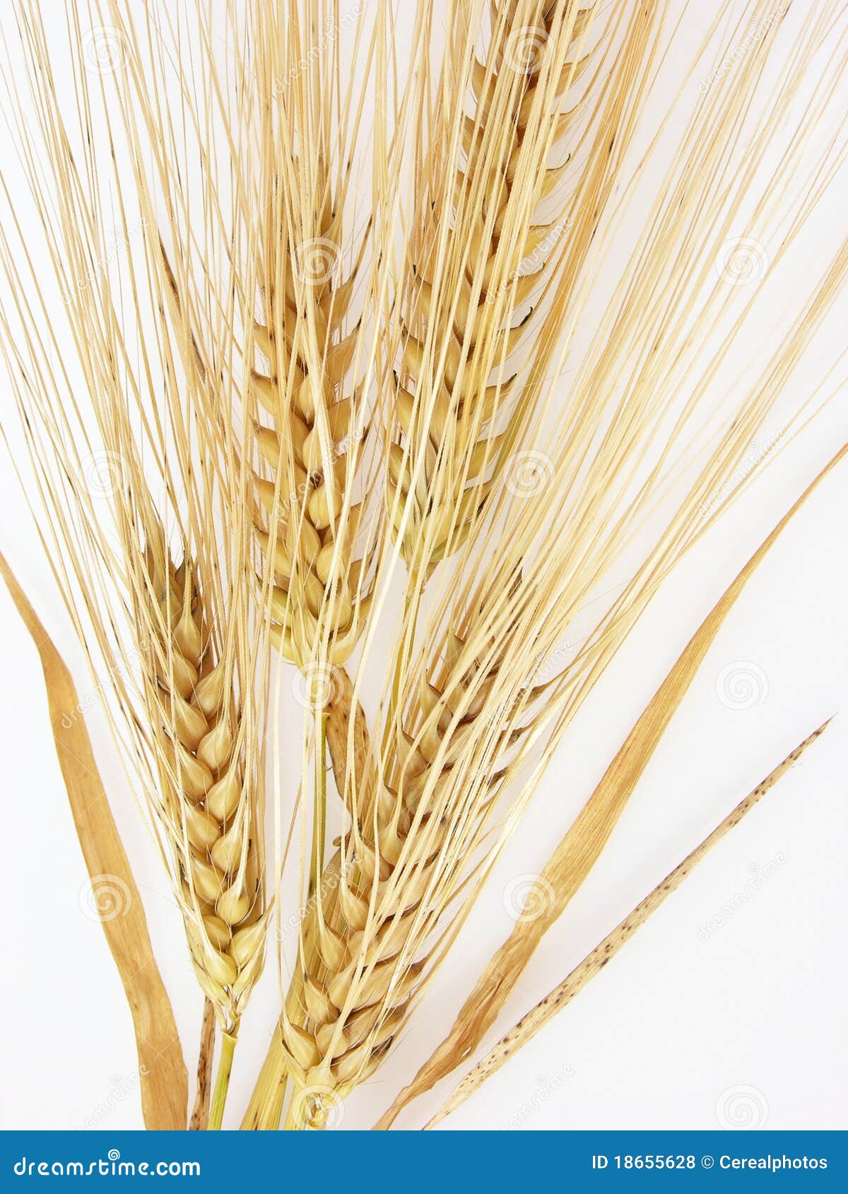Barley stock photo. Image of heads, cereal, bunch, ears - 18655628