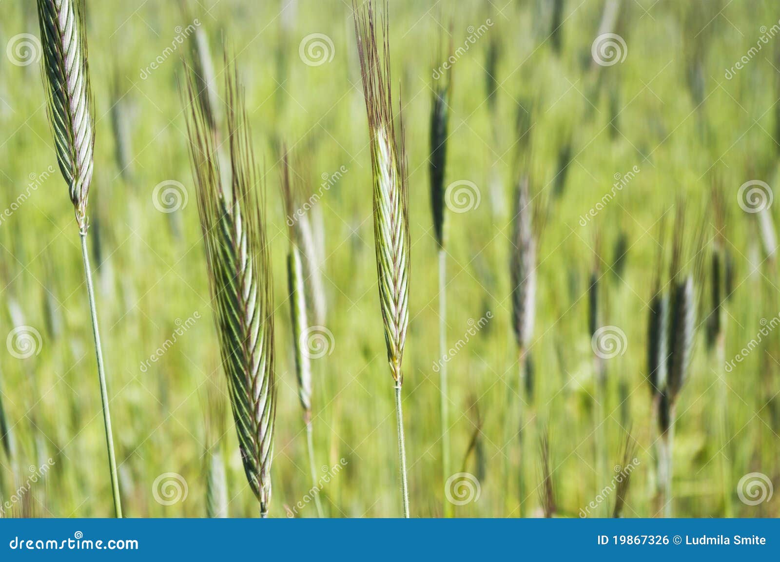Barley. stock photo. Image of horizontal, nature, business - 19867326