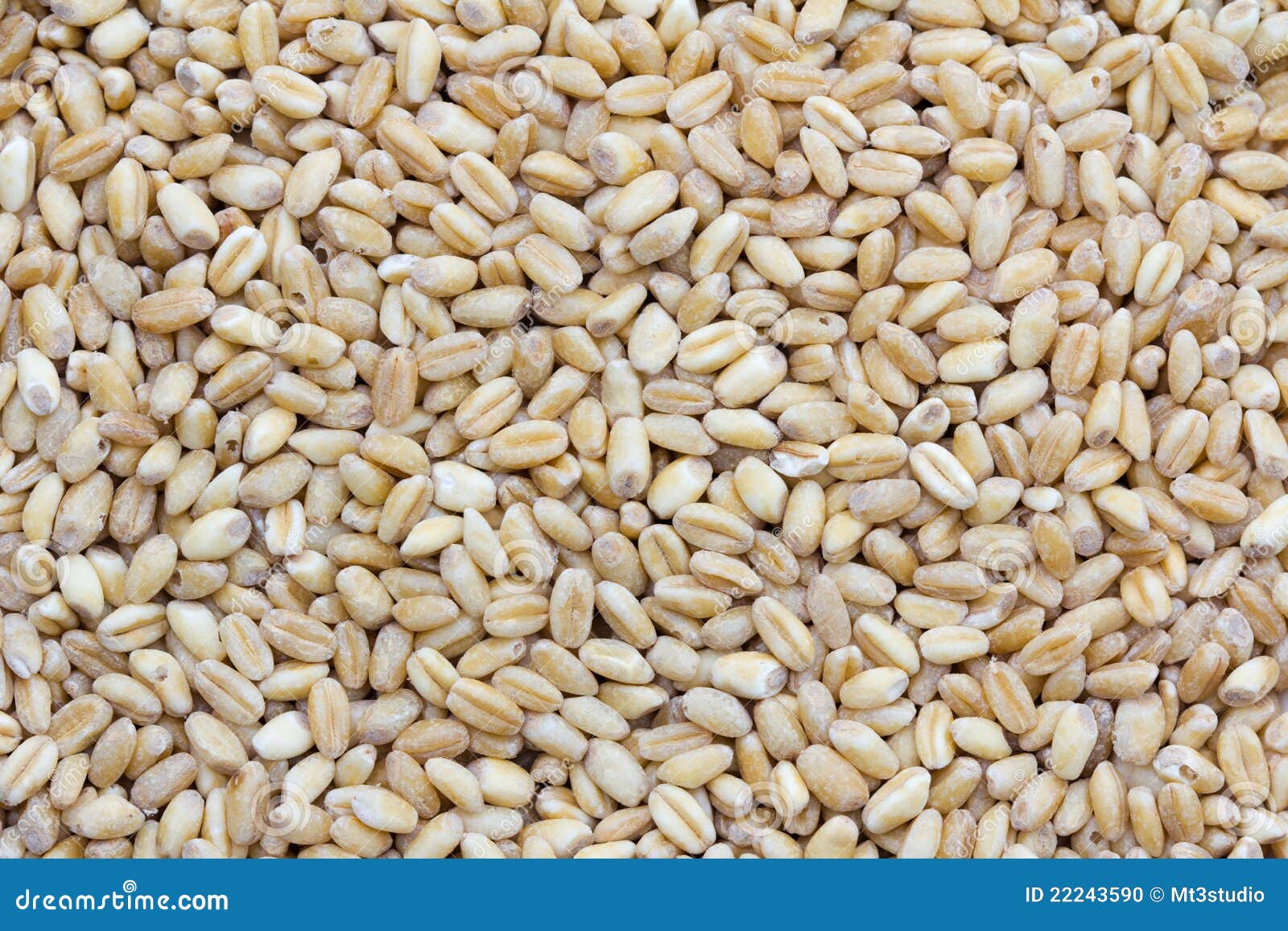 Barley stock photo. Image of grain, agriculture, background - 22243590