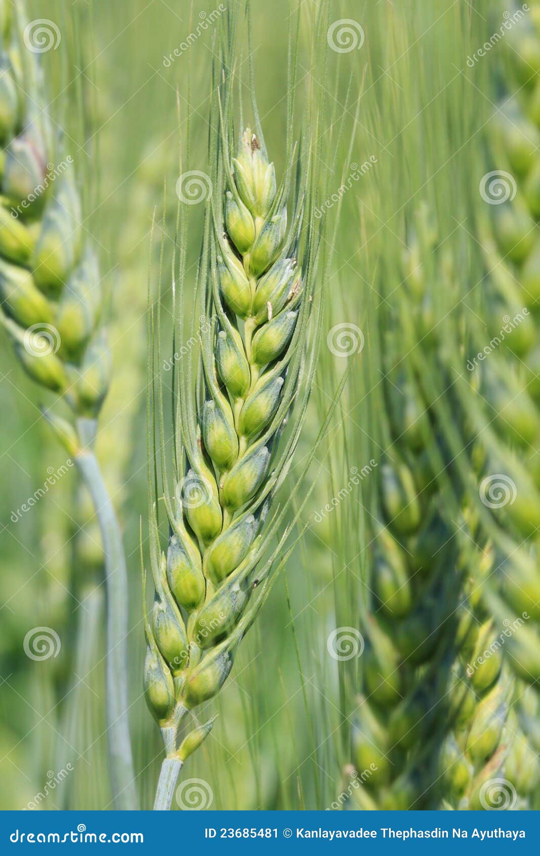 Barley stock image. Image of land, close, nutrition, growth - 23685481
