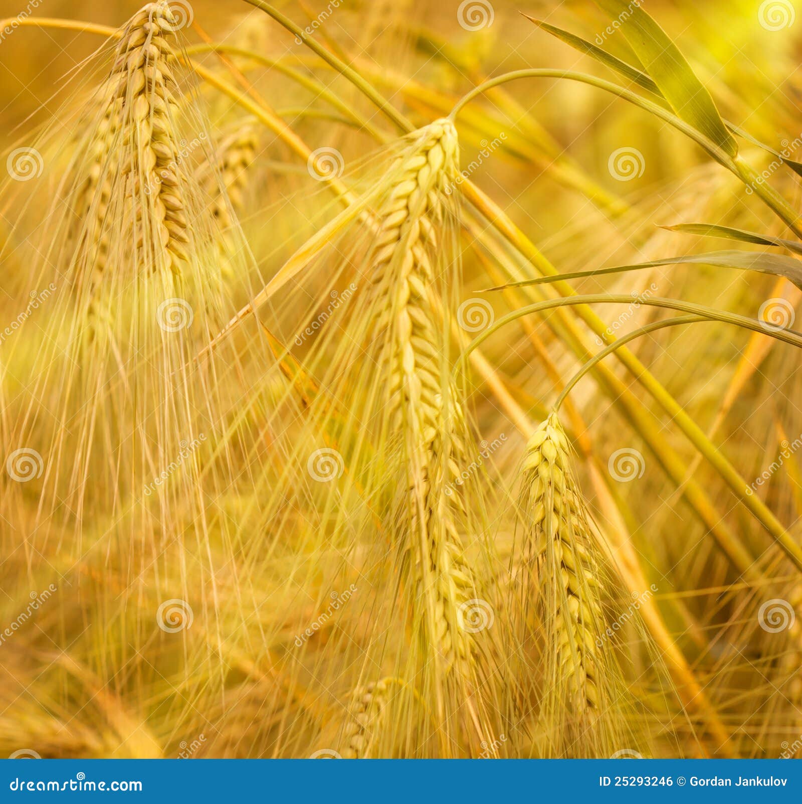 Barley stock photo. Image of grass, barley, yellow, organic - 25293246