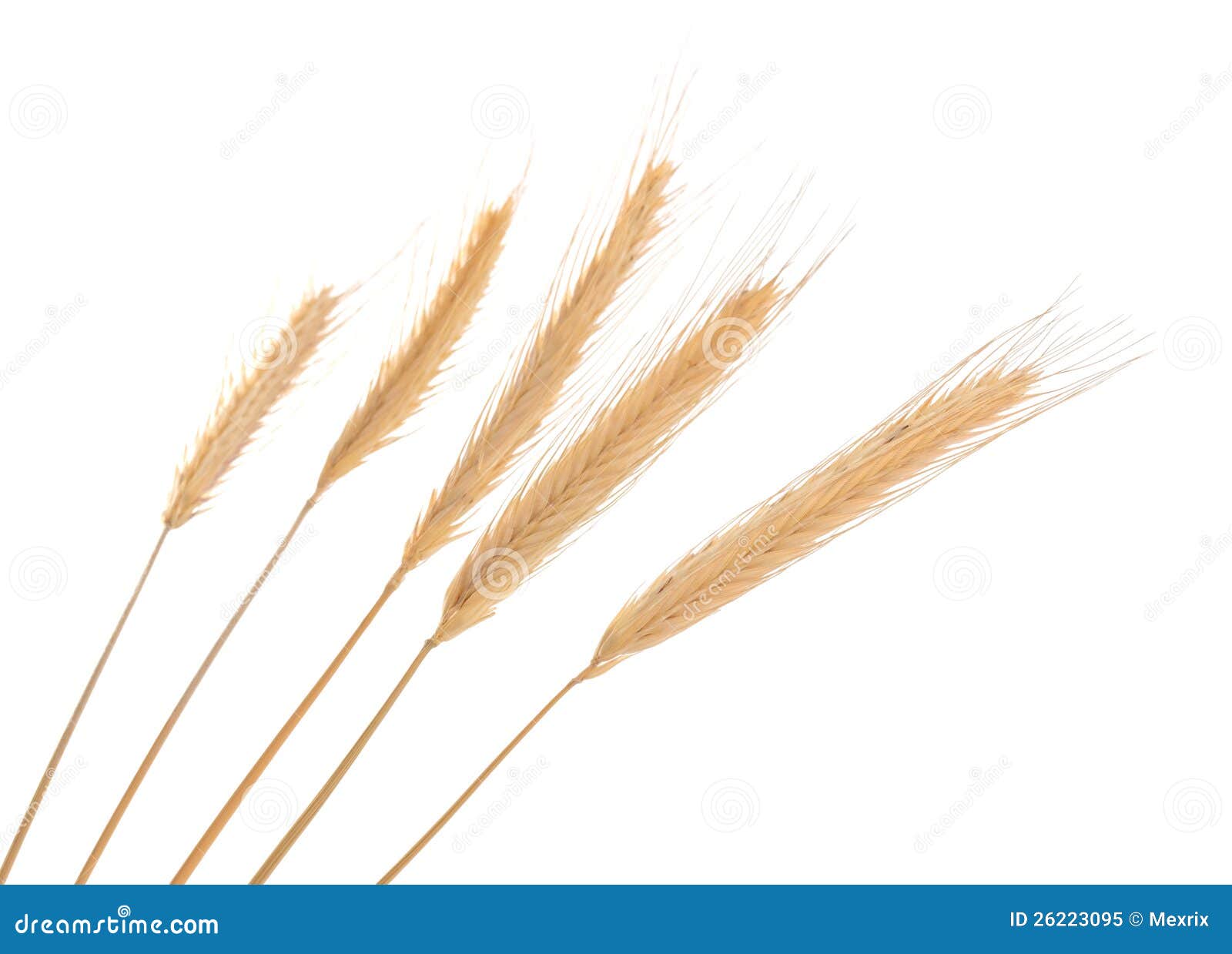 Barley stock image. Image of bunch, cereal, crop, harvest - 26223095