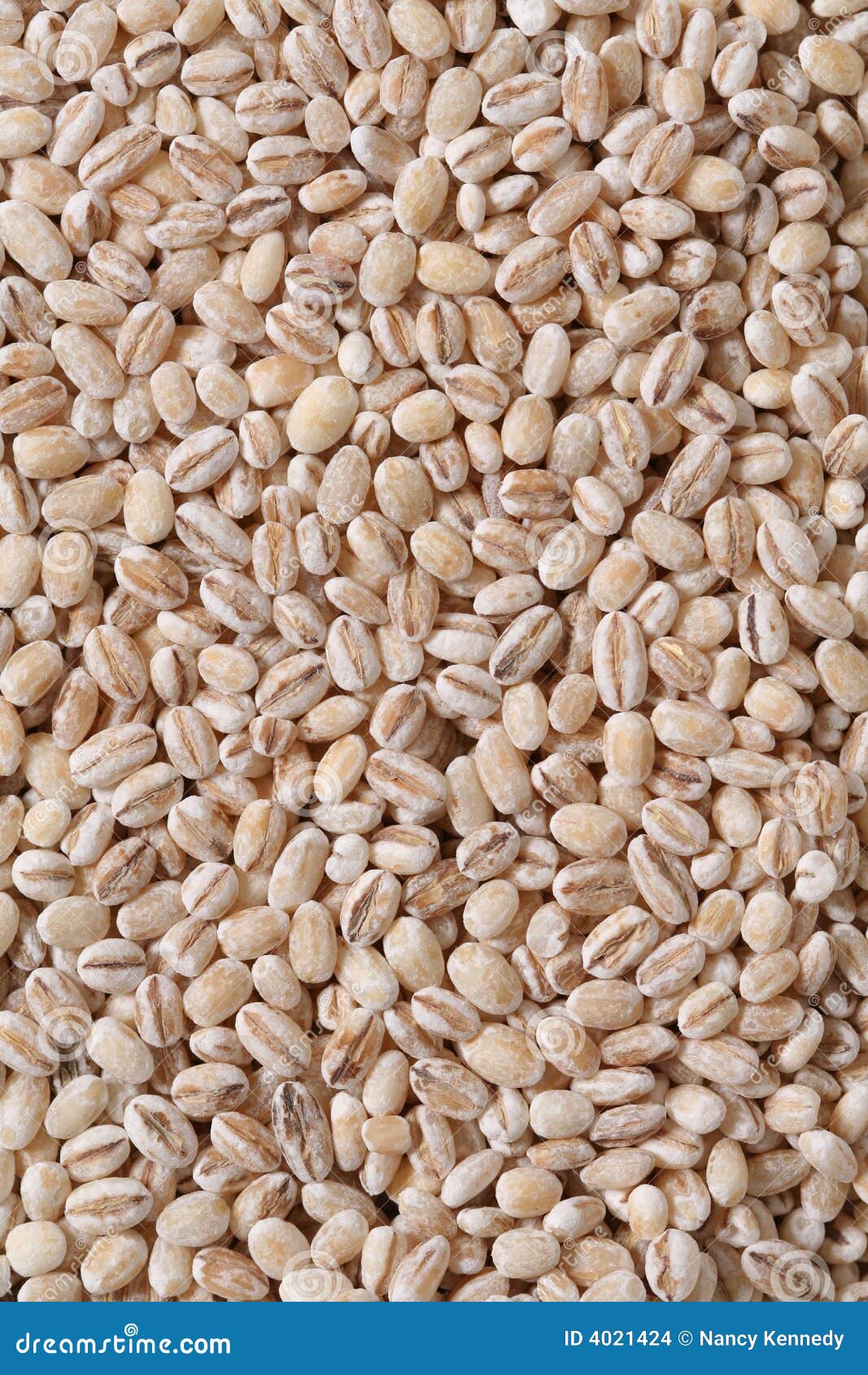 Barley stock photo. Image of pearl, nutritious, macro - 4021424