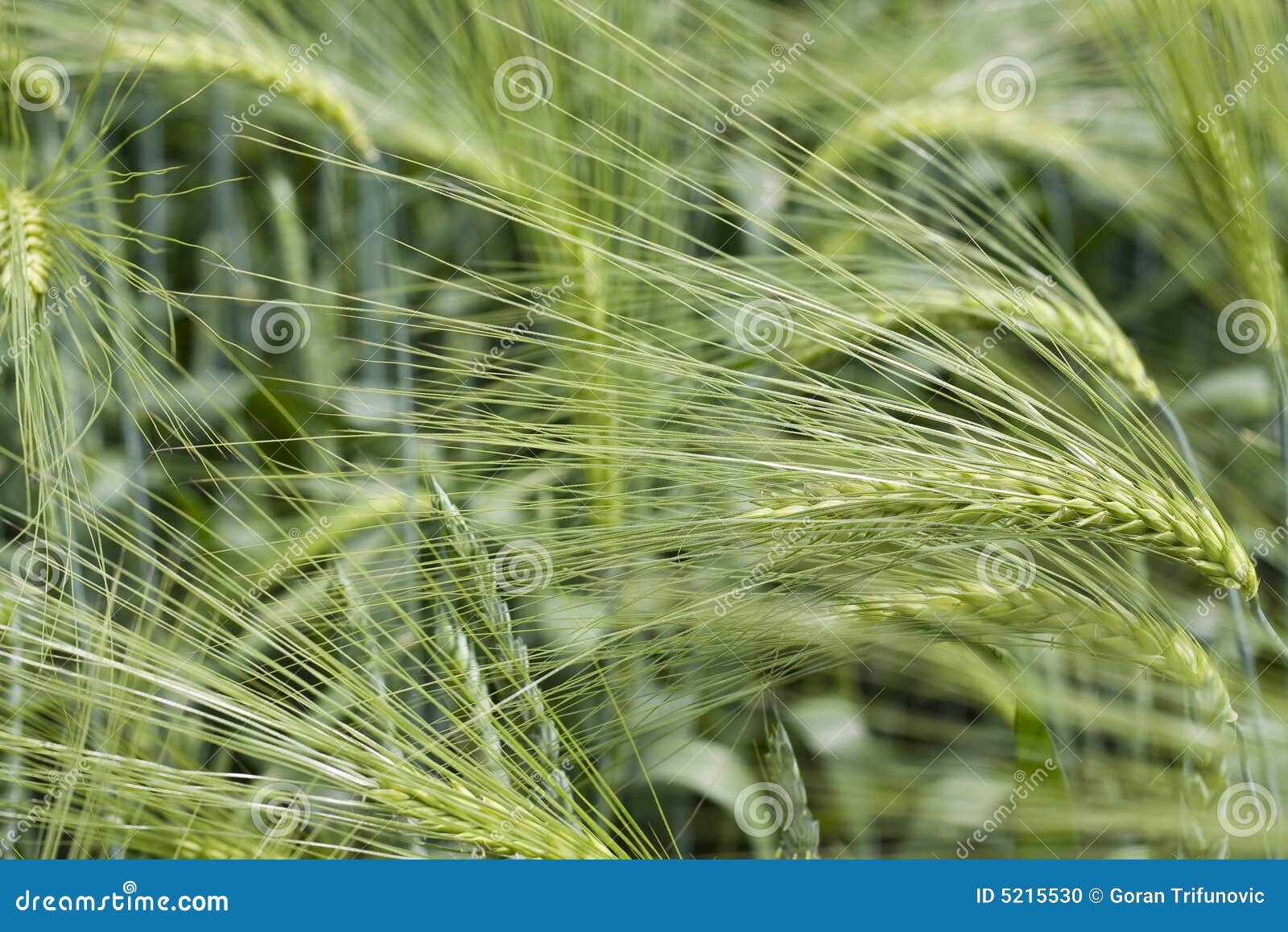 Barley Picture. Image: 5215530