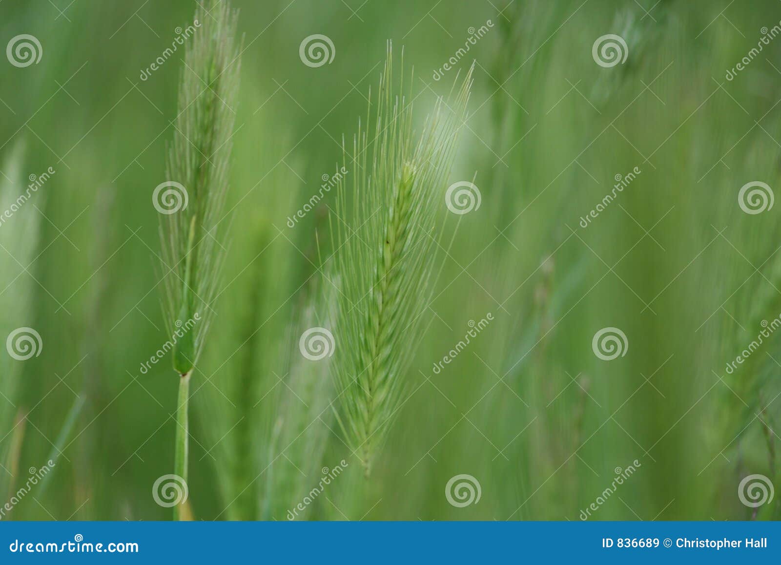 Barley Picture. Image: 836689