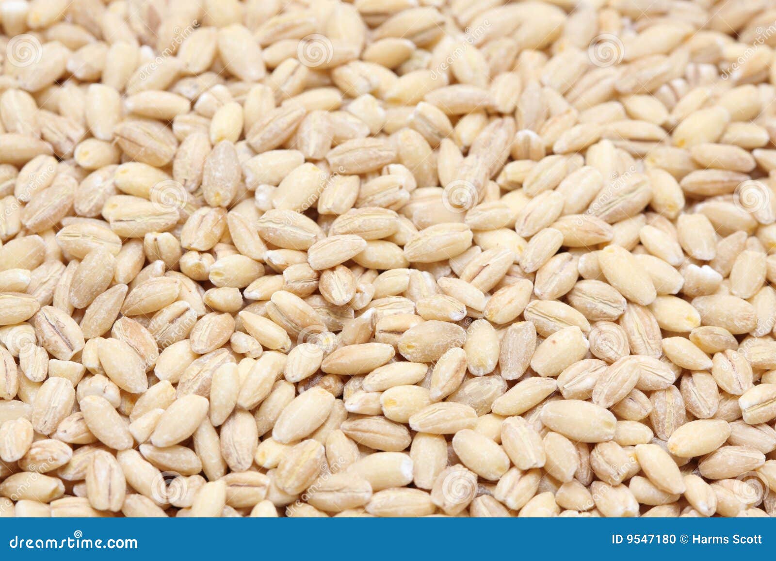 Barley stock photo. Image of ingredient, grain, eating - 9547180