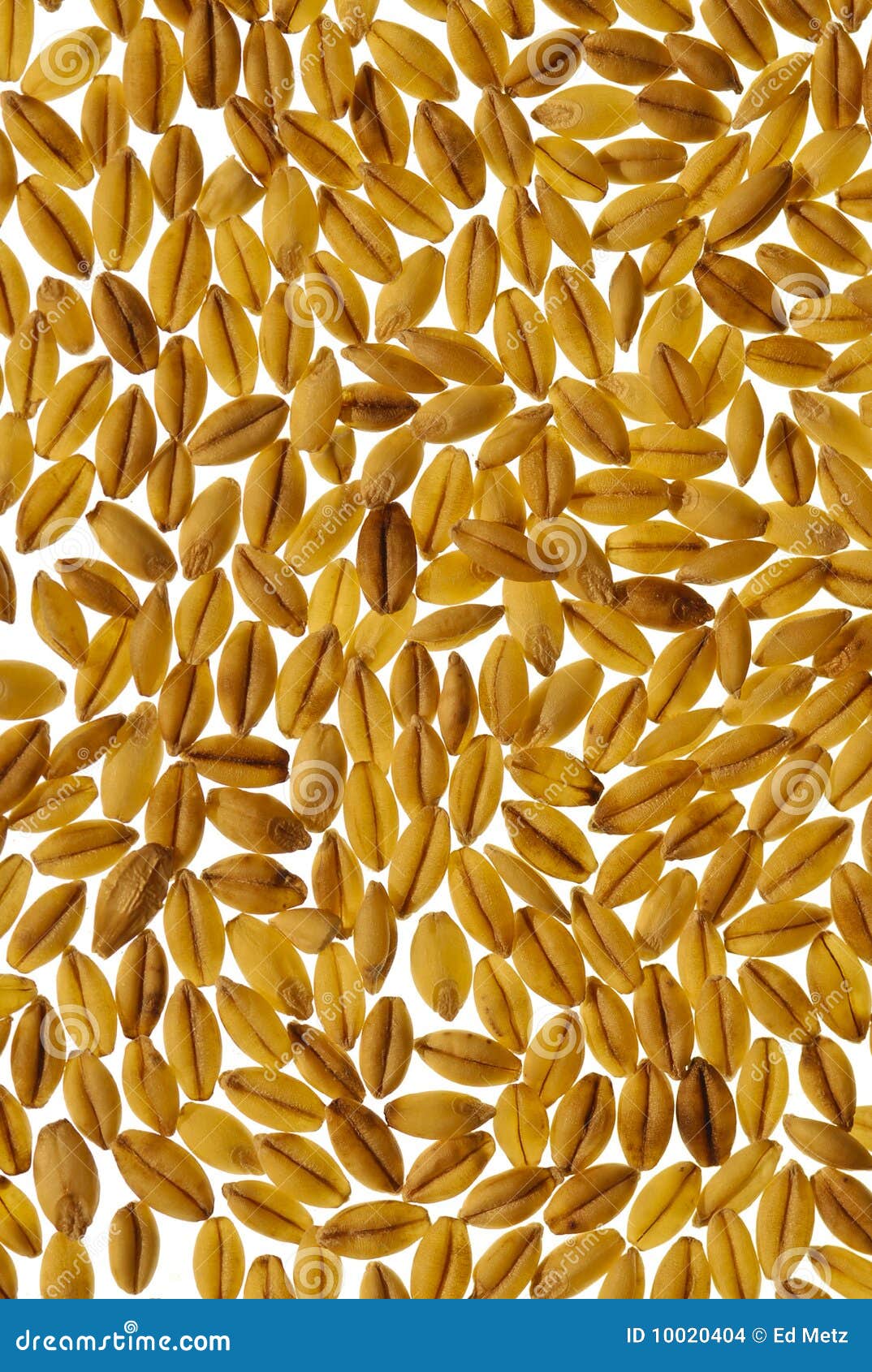 Barley Background stock photo. Image of fresh, abstract - 10020404
