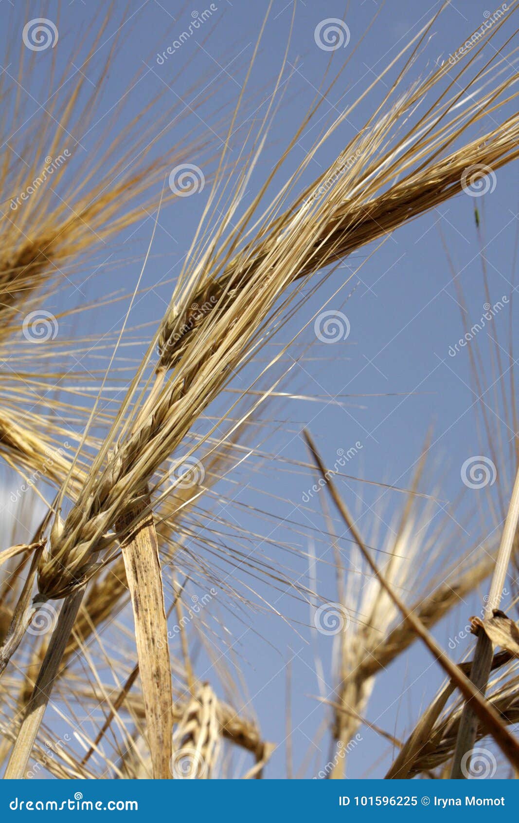Barley background stock image. Image of field, yellow - 101596225