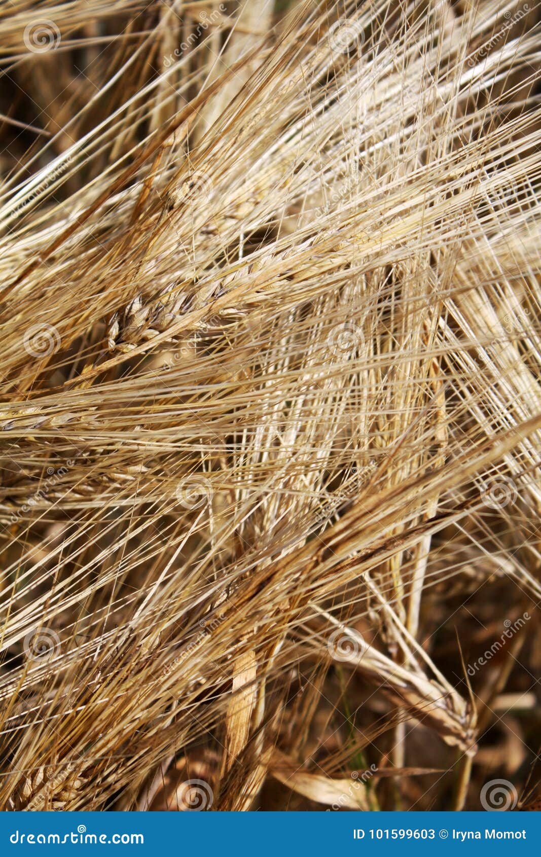 Barley background stock image. Image of food, bread - 101599603