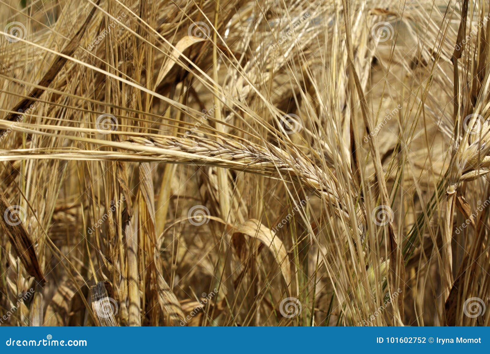 Barley background stock photo. Image of food, wheat - 101602752