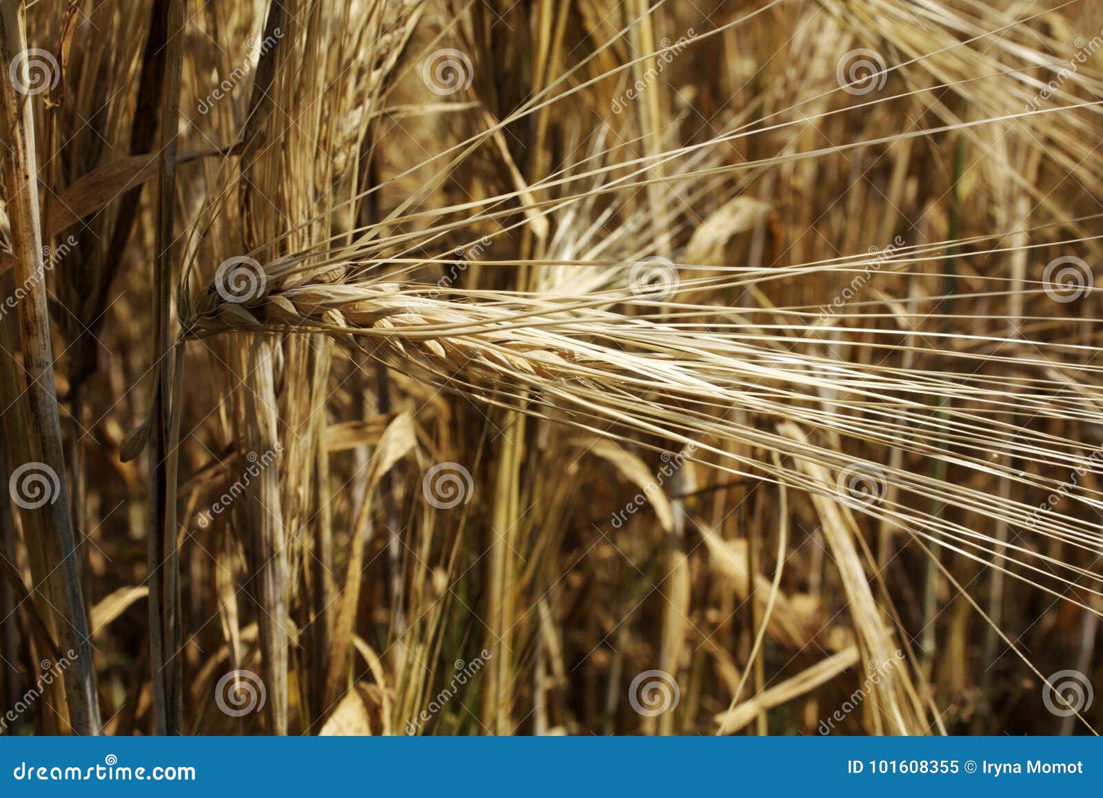 Barley background stock image. Image of straw, gold - 101608355