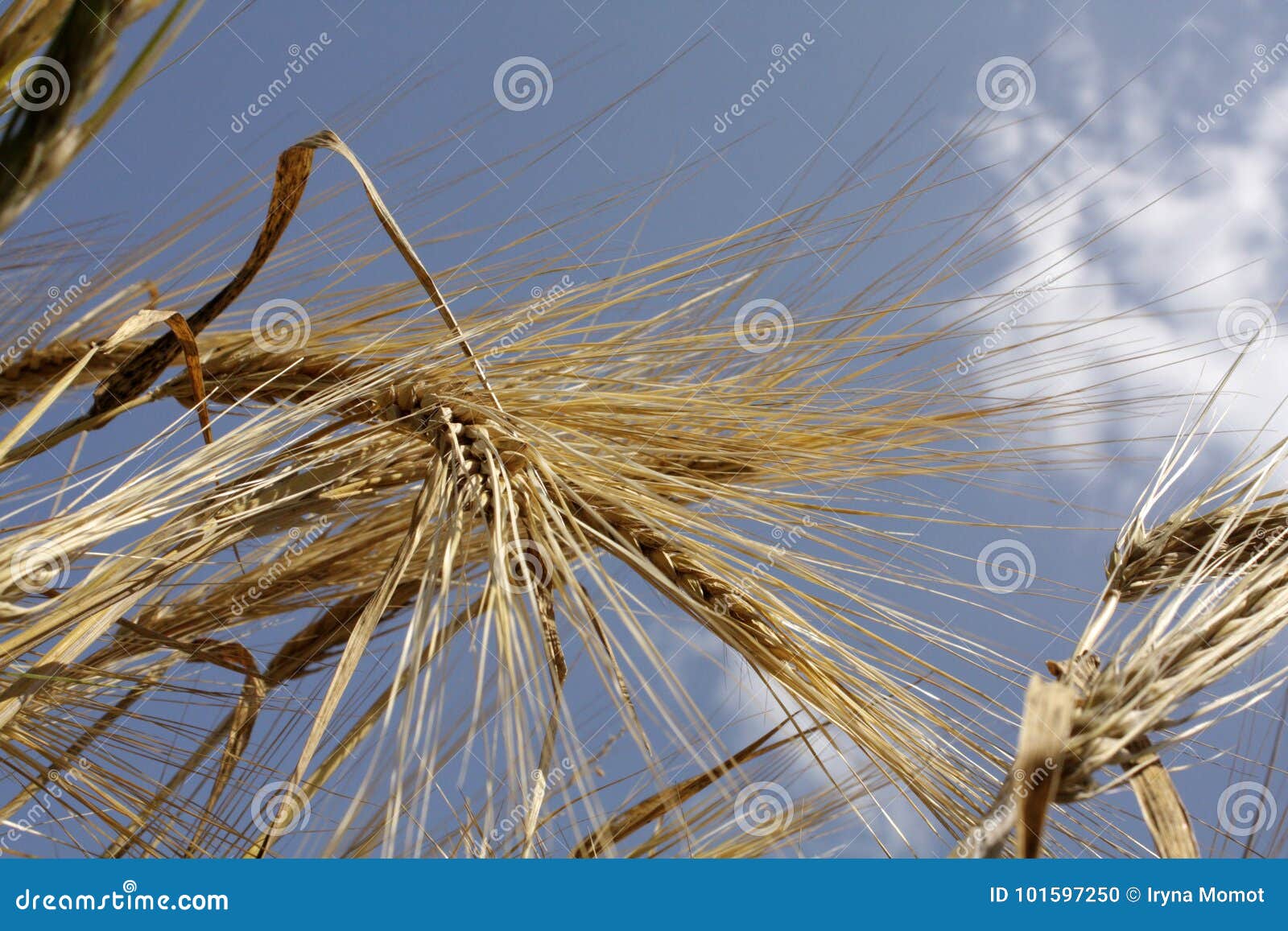 Barley background stock photo. Image of corn, crop, gold - 101597250