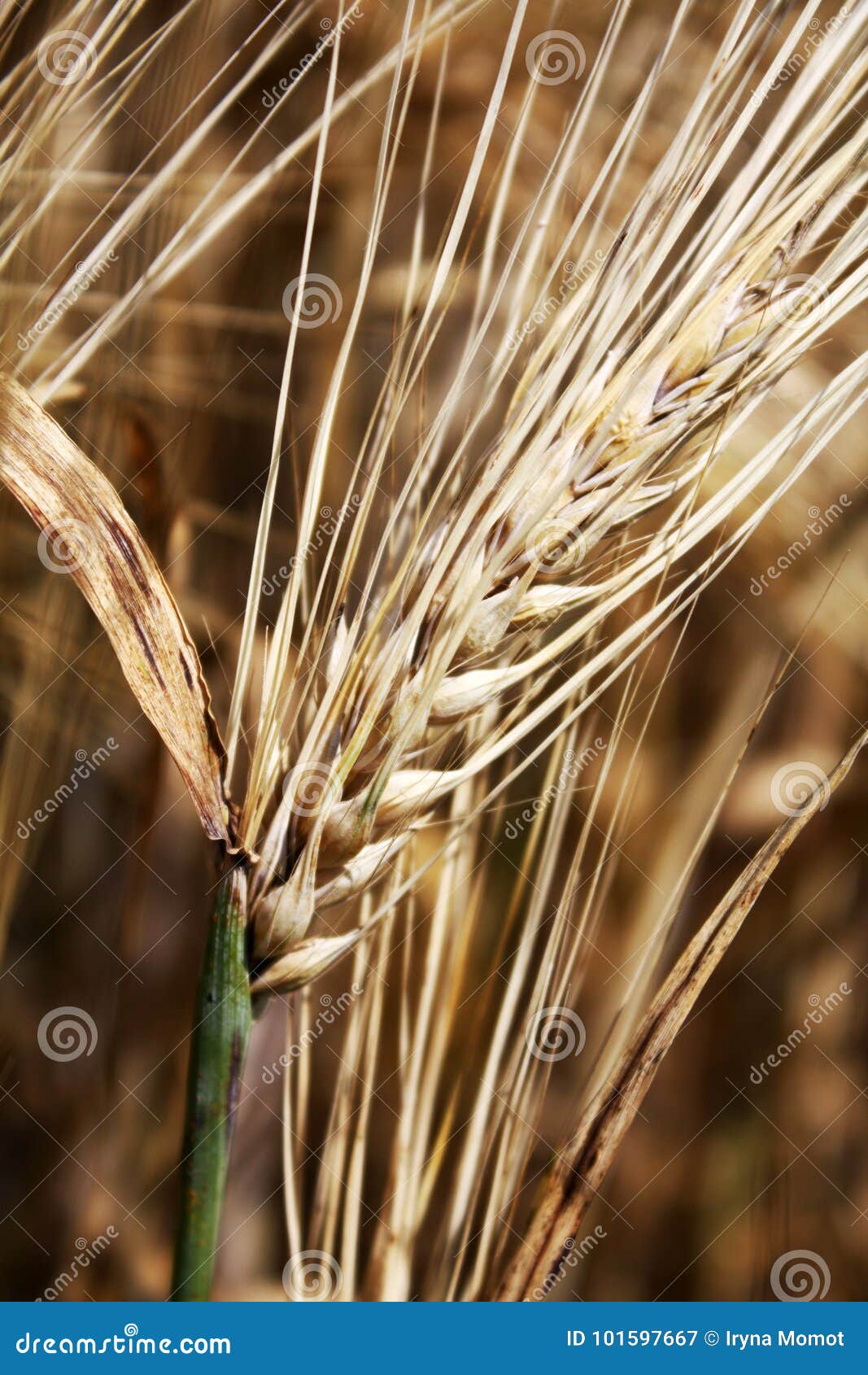Barley background stock image. Image of farm, food, summer - 101597667