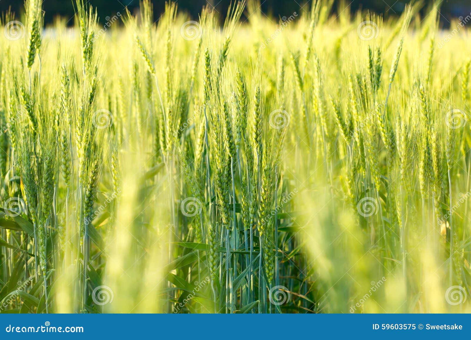 Barley background stock image. Image of cereal, countryside - 59603575