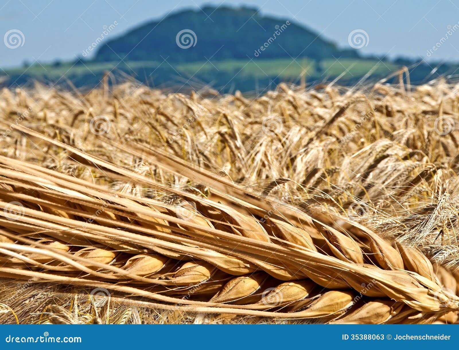Barley stock image. Image of landscape, health, field - 35388063