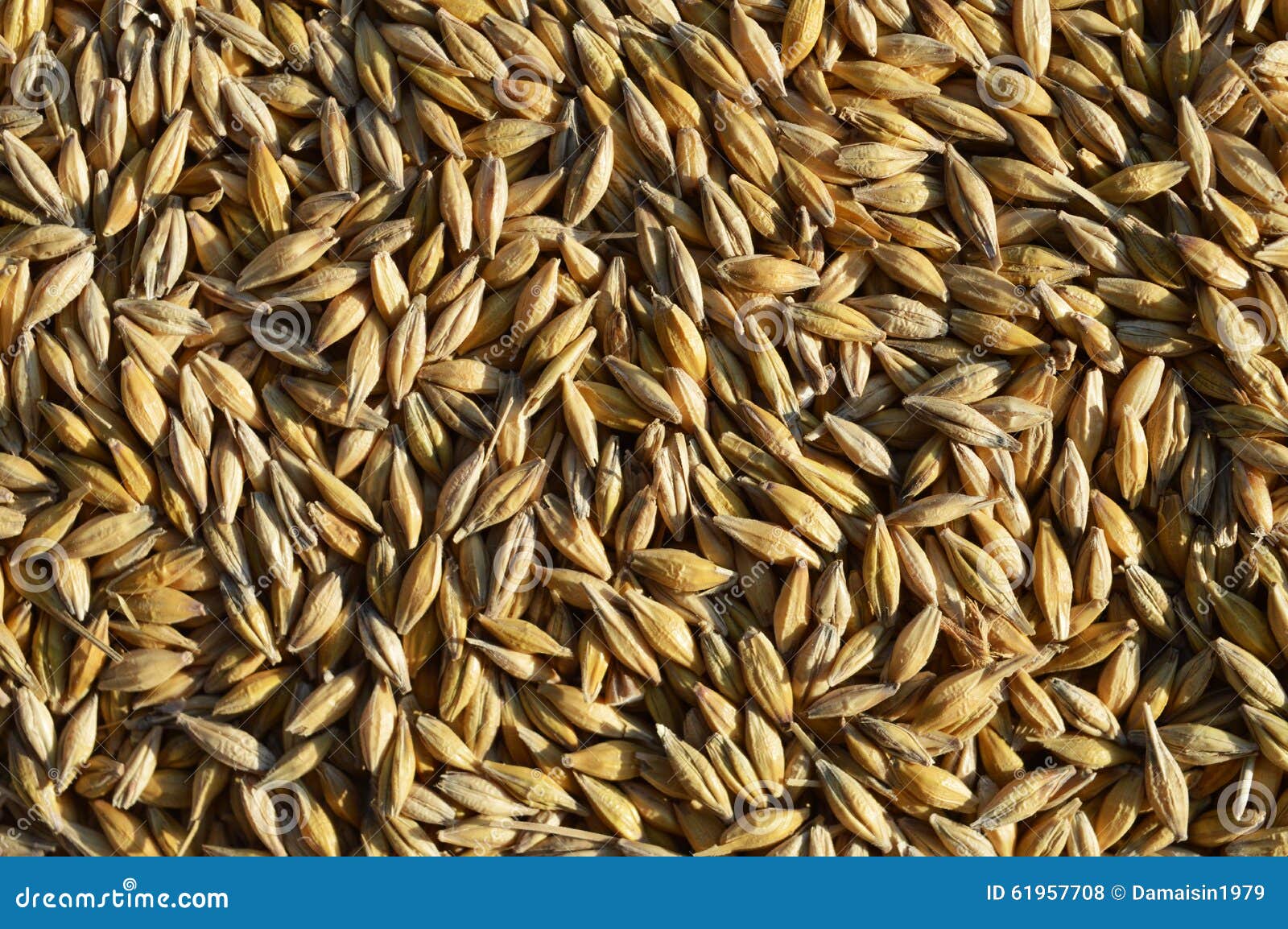 Barley background stock photo. Image of nutrition, orange - 61957708