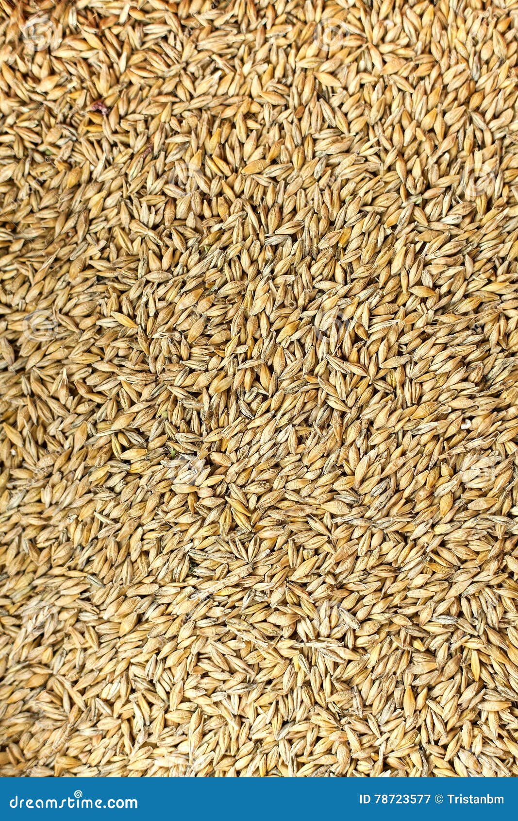 Barley stock image. Image of background, wheat, barley - 78723577