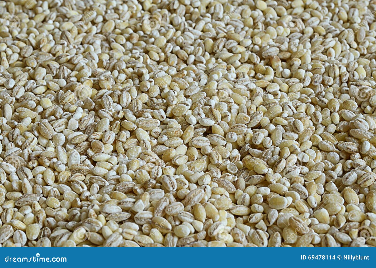 Barley stock photo. Image of grains, vegan, cuisine, cookery - 69478114