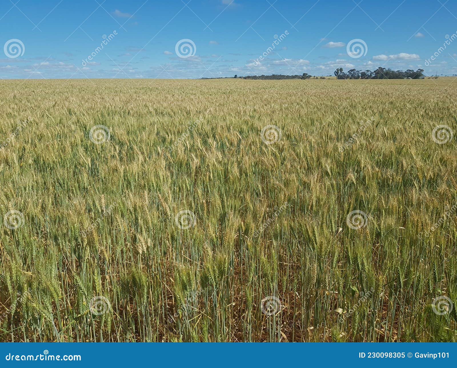 Farming Growing Barley Wheat Crop Stock Image - Image of prairie, food ...