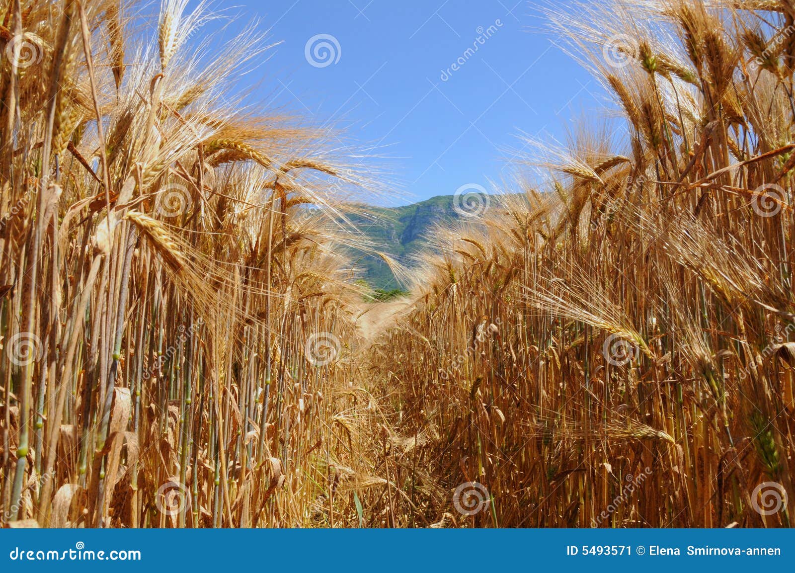 Barley and blue sky stock image. Image of grain, food - 5493571