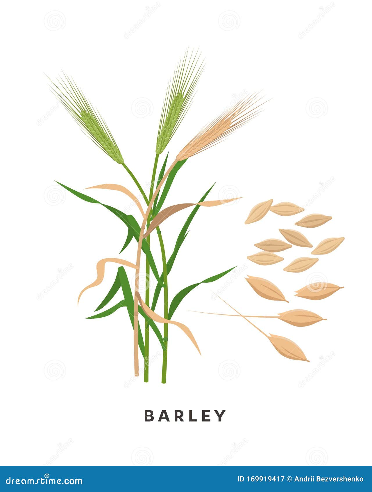 Barley Cereal Grass and Grains - Vector Botanical Illustration in Flat ...