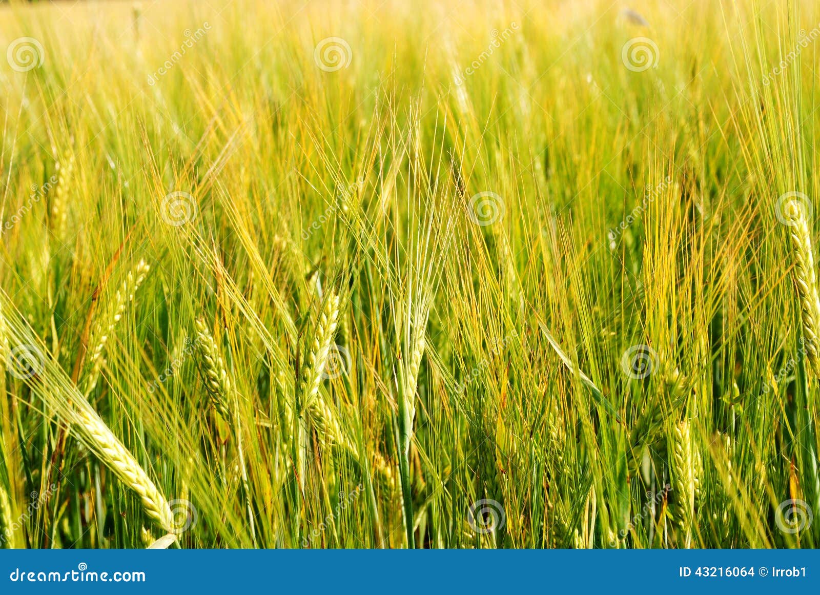 Barley Close up stock photo. Image of close, backgrounds - 43216064
