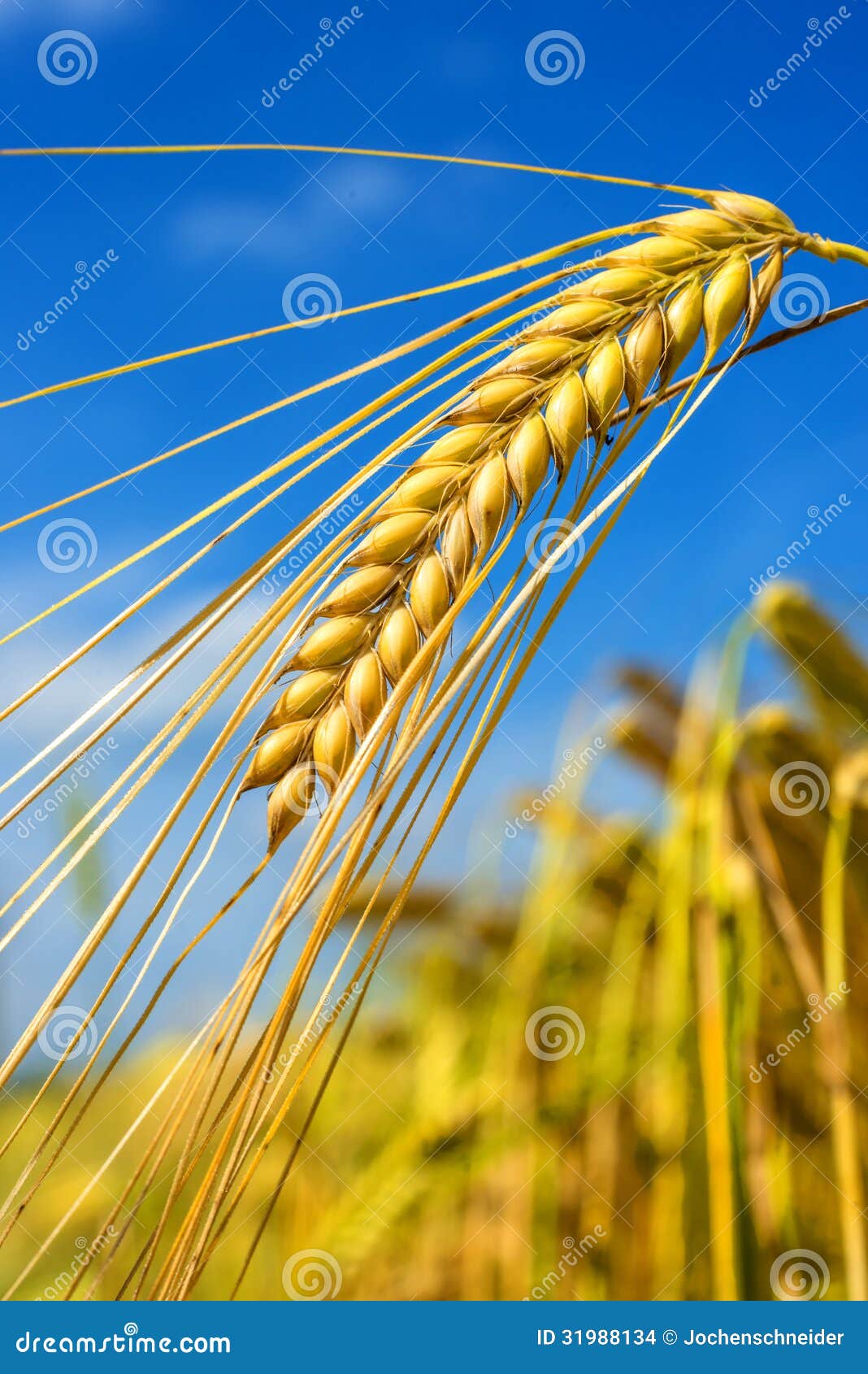 Barley stock photo. Image of harvest, landscape, field - 31988134