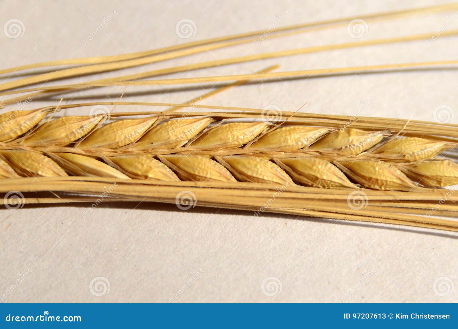 Barley stock image. Image of biology, scientific, food - 97207613