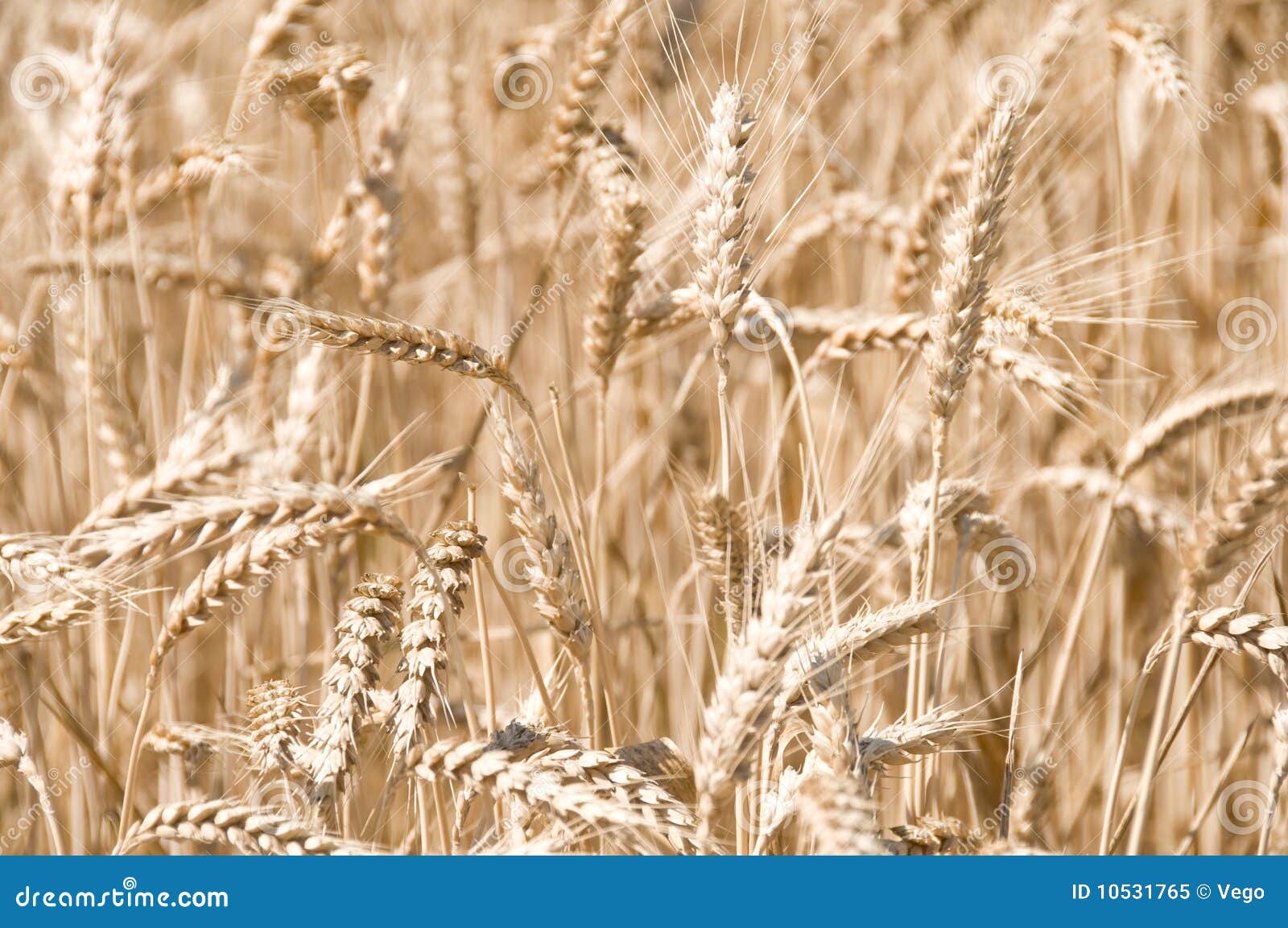 Barley crop stock image. Image of gold, cornfield, golden - 10531765