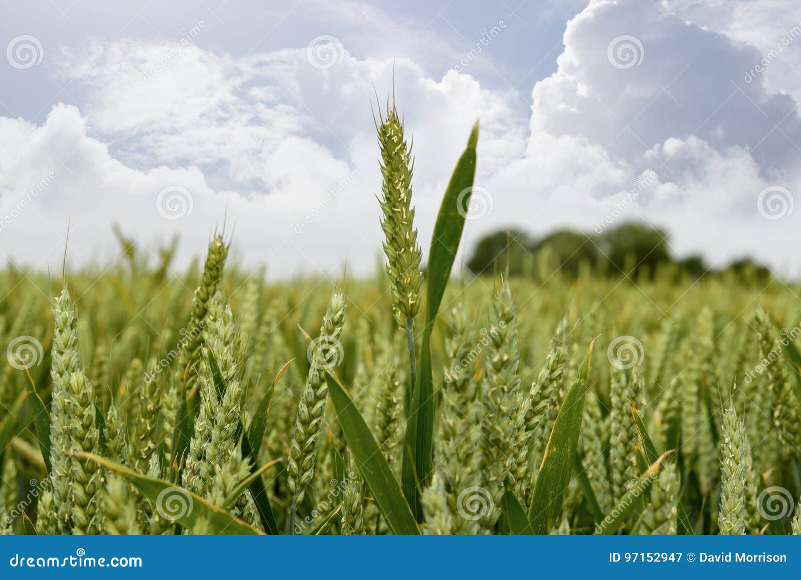 Barley crop stock image. Image of ireland, kerry, oats - 97152947