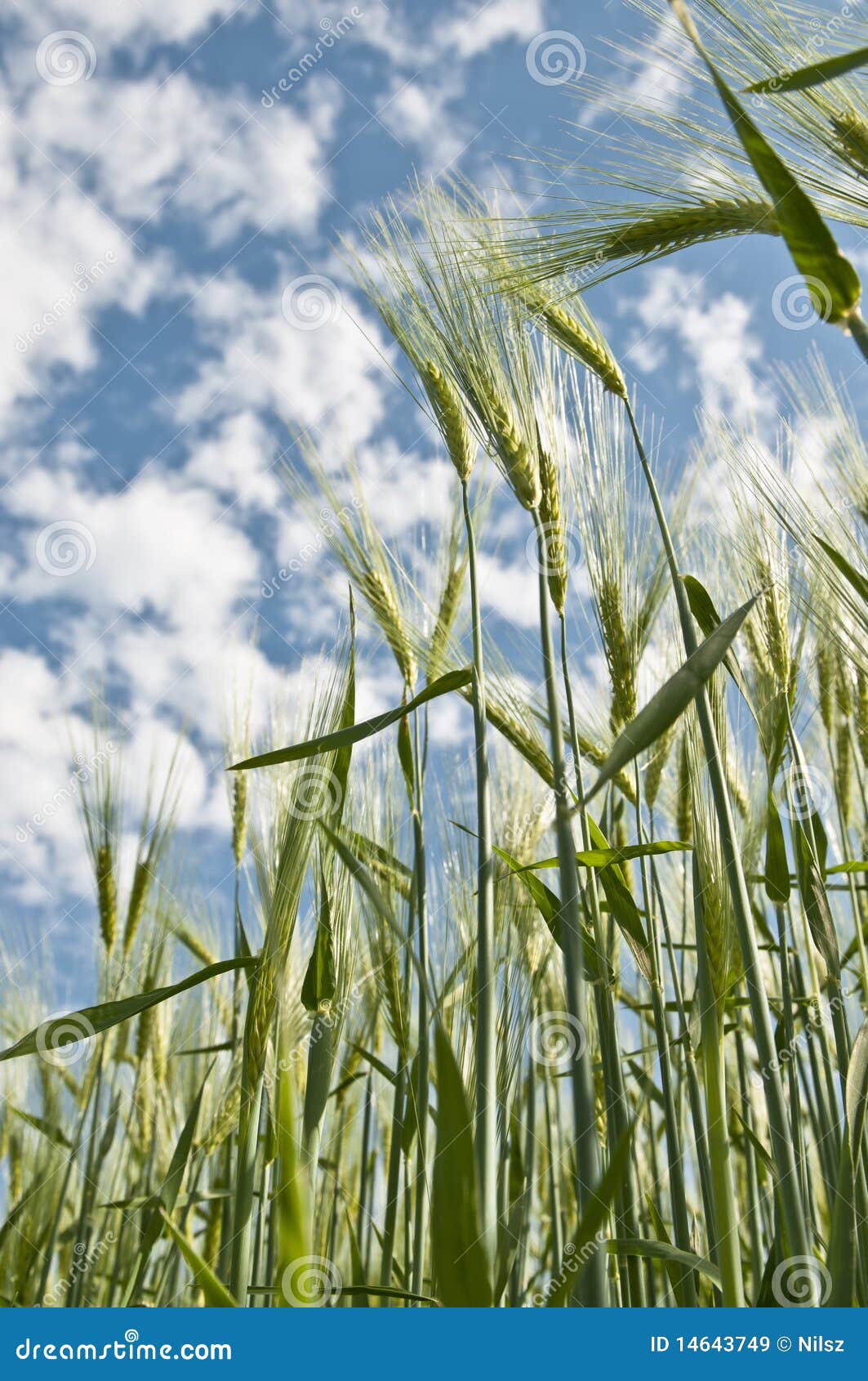 Barley Crop Plants on Field Stock Image - Image of field, farming: 14643749