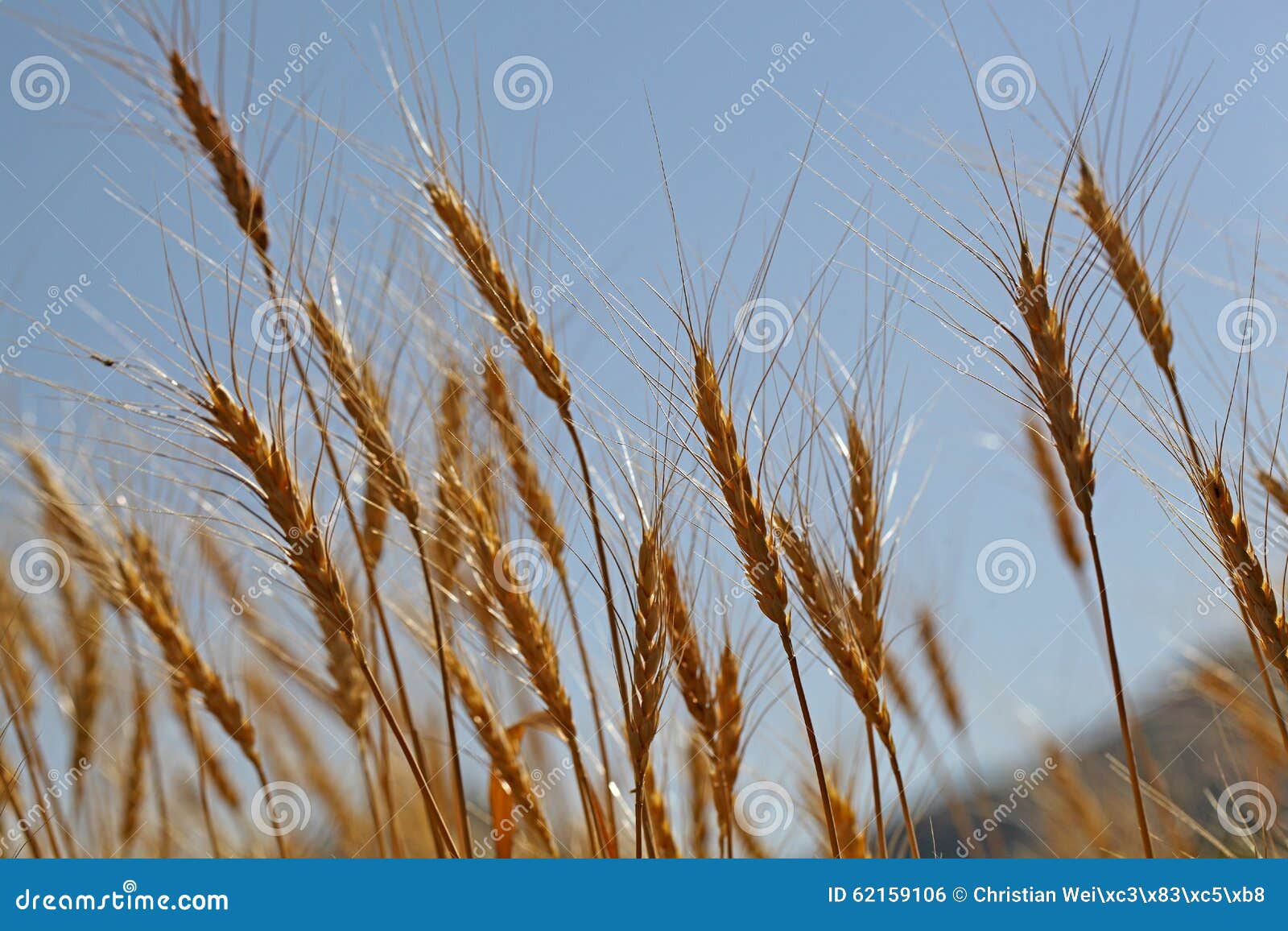 Barley stock photo. Image of health, cultivate, corn - 62159106