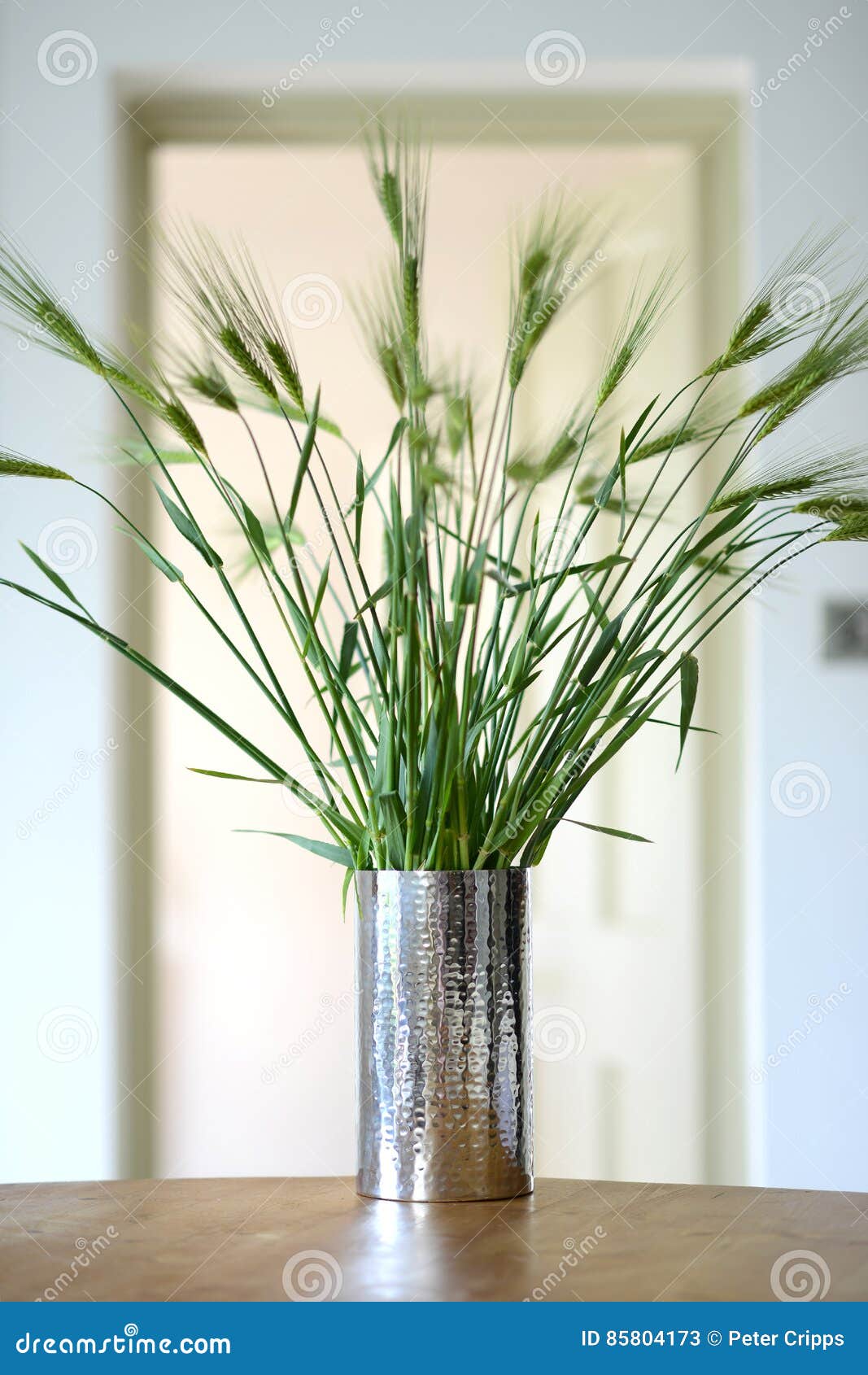 Barley stock image. Image of display, decoration, green - 85804173