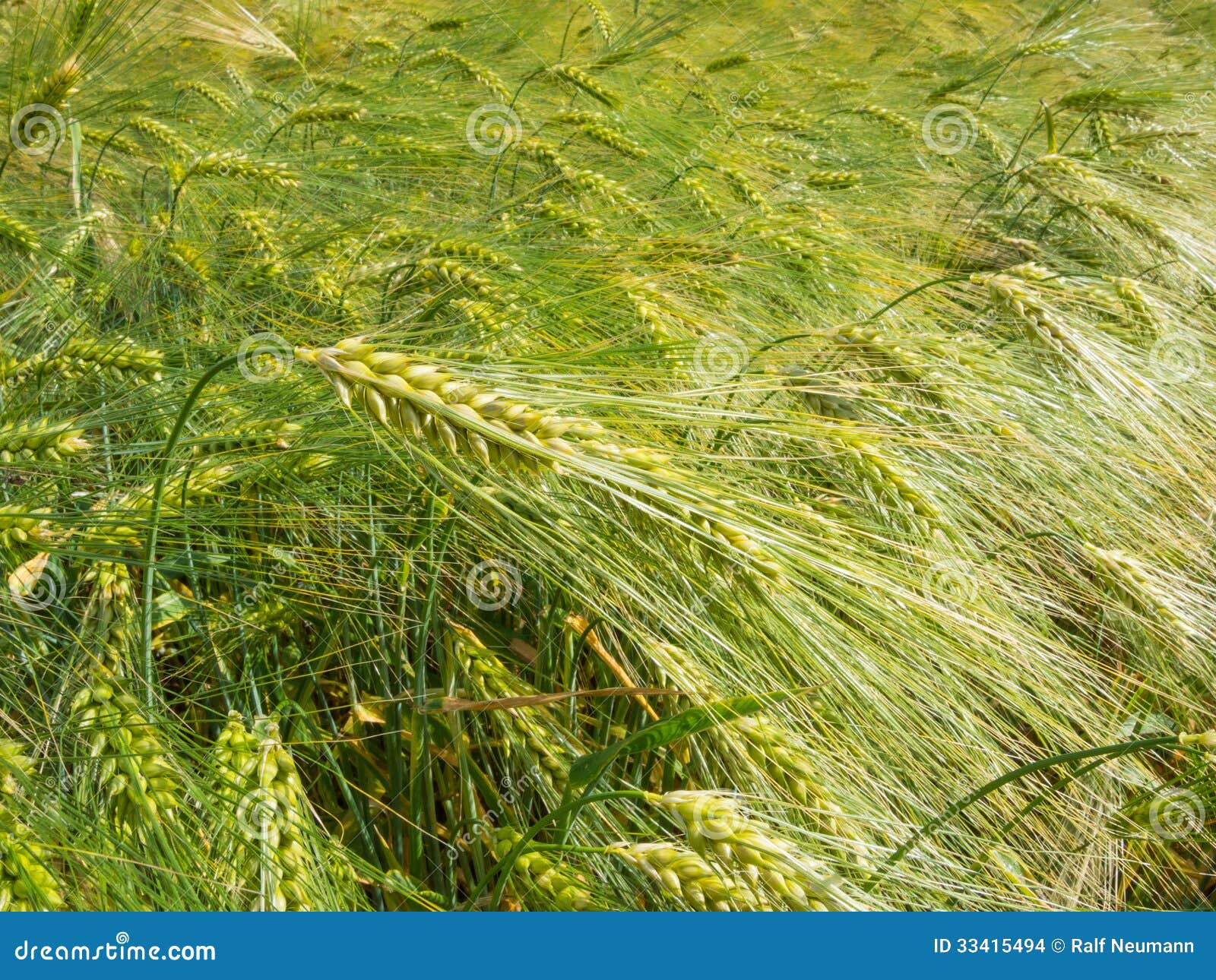 Barley stock photo. Image of barley, straw, leaf, vulgare - 33415494